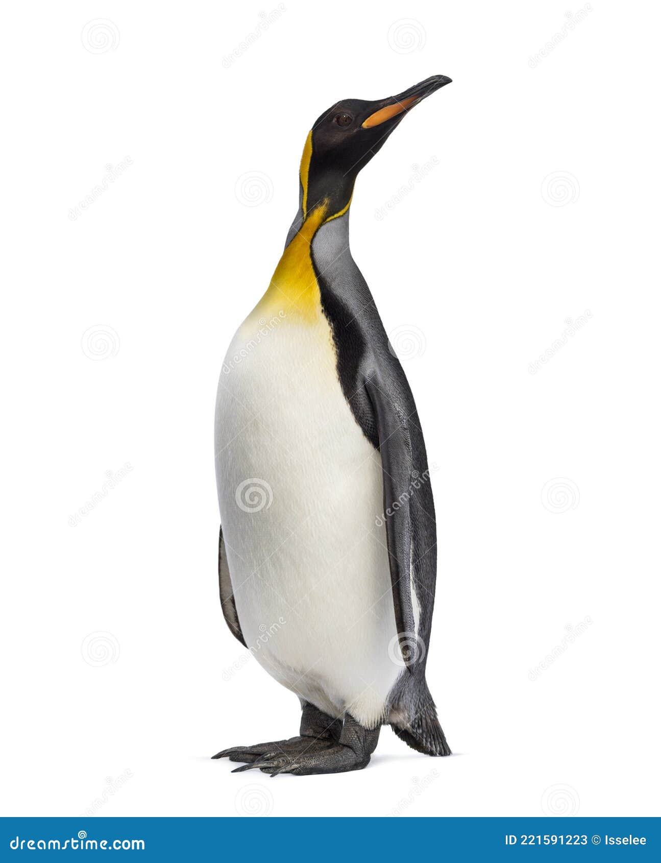 King penguin looking up stock image. Image of biodiversity - 221591223