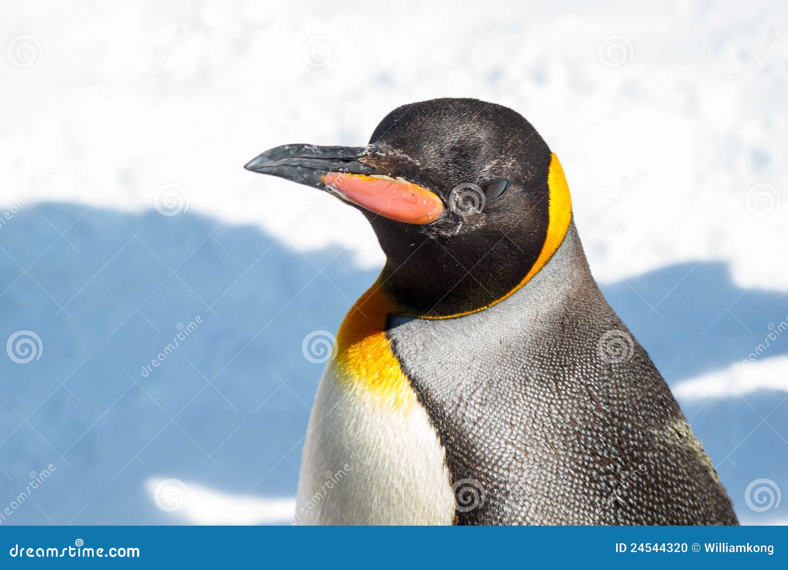 King Penguin Looking at You Stock Photo - Image of nature, white: 24544320