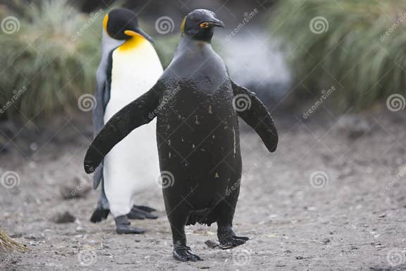 King penguin and mud stock photo. Image of animal, muddty - 8610410