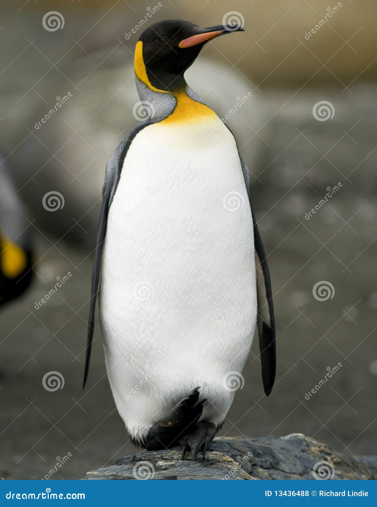 King Penguin - One Foot Up stock photo. Image of comical - 13436488