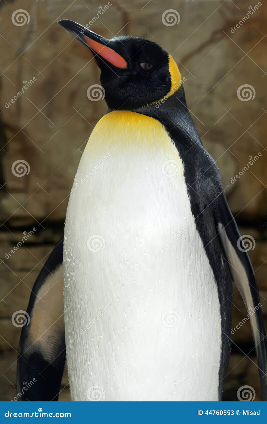 King Penguin stock image. Image of majestic, drops, patagonicus - 44760553