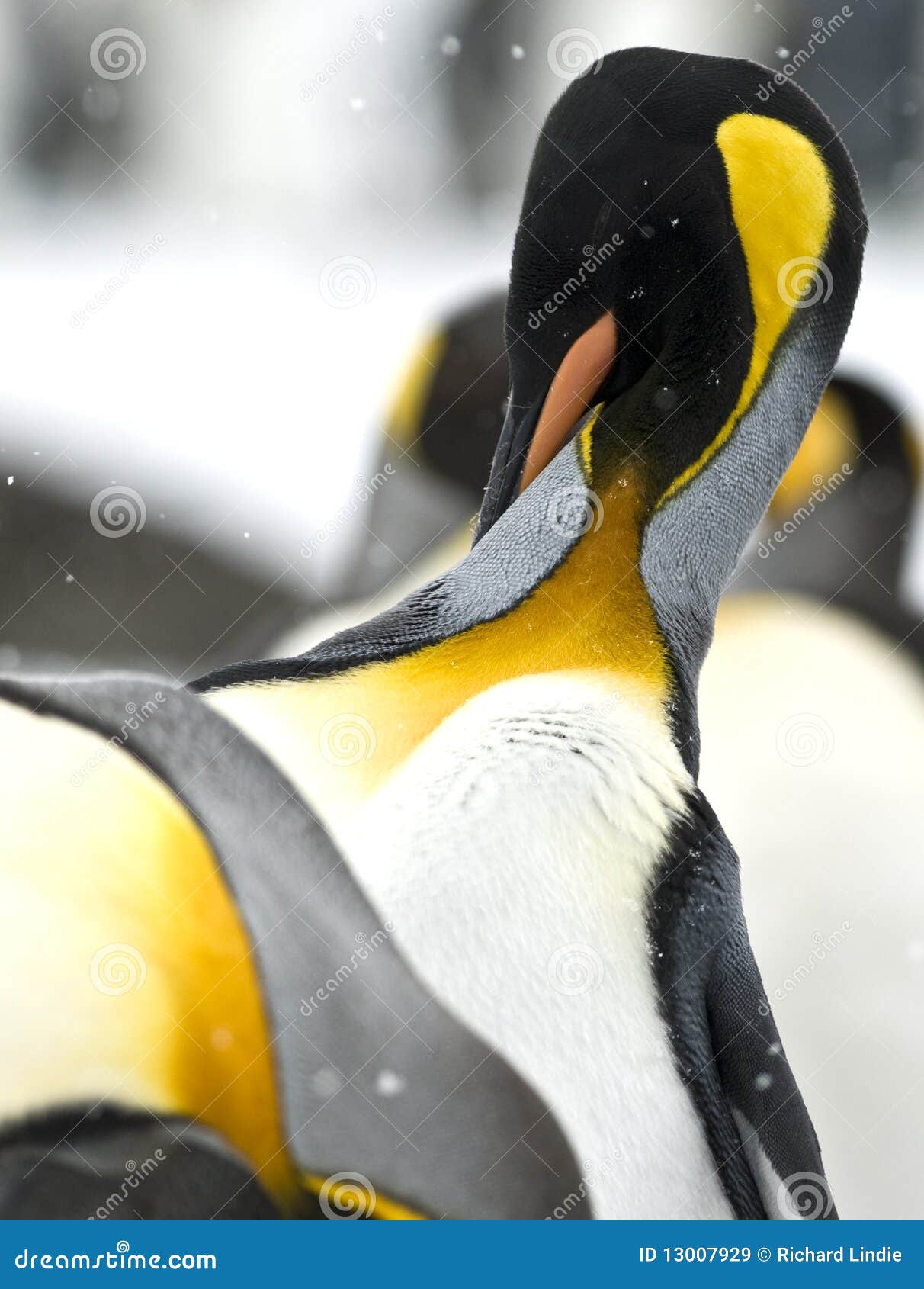 King Penguin Preening in the Snow Stock Image - Image of neck, elegance ...