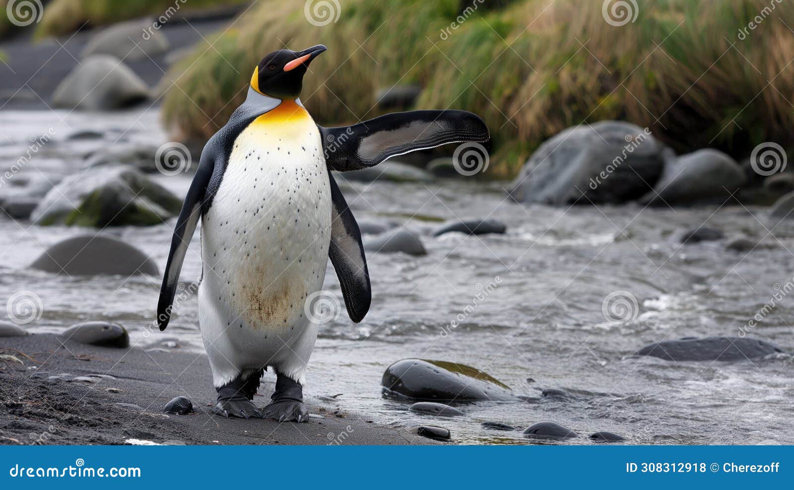 King Penguin on the Riverbank Stock Photo - Image of river, mountain ...