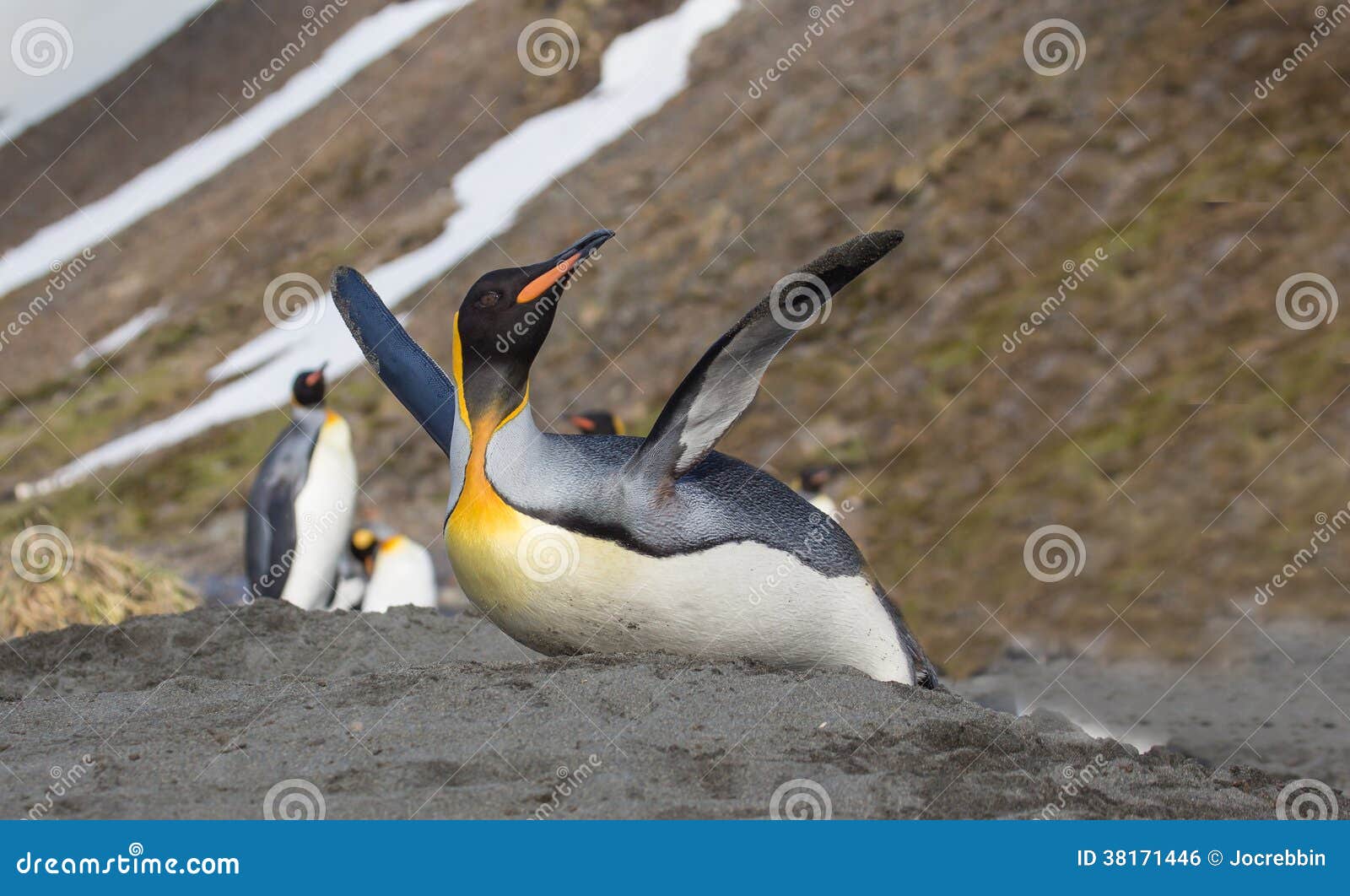 Penguin Slides Photos - Free & Royalty-Free Stock Photos from Dreamstime