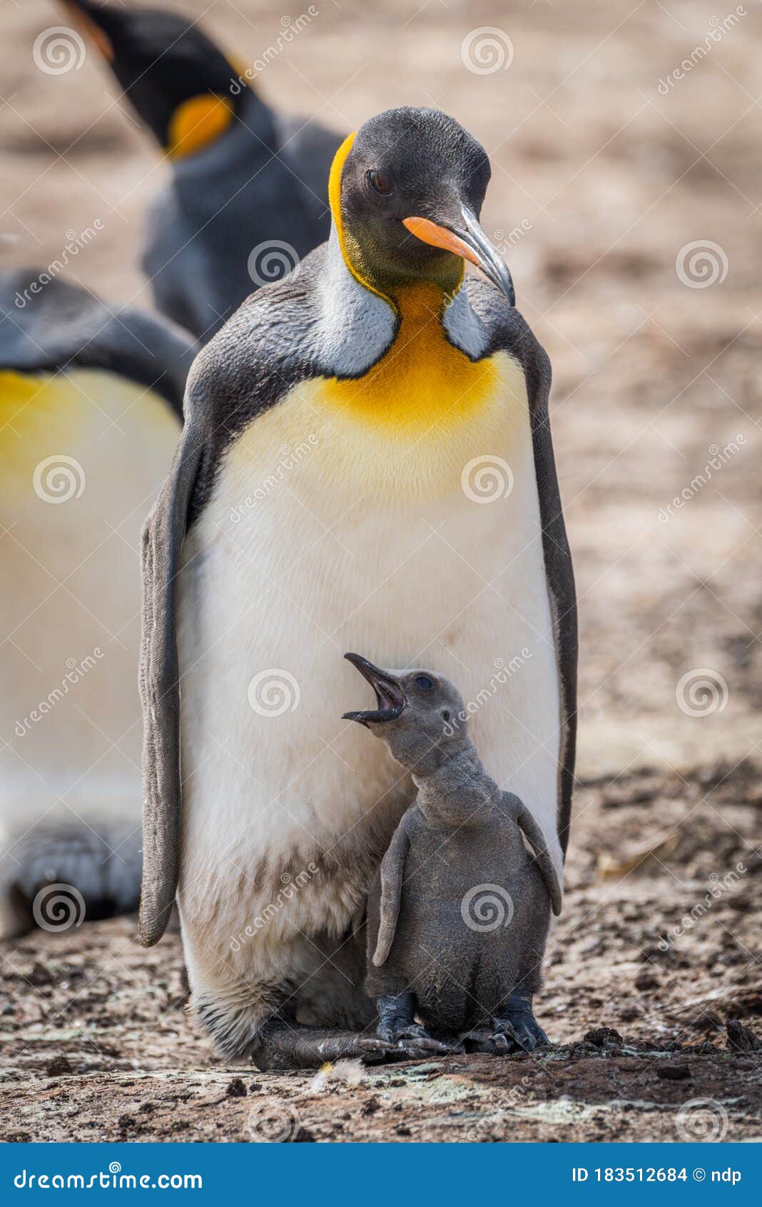 King Penguin with Squawking Chick between Feet Stock Photo - Image of ...