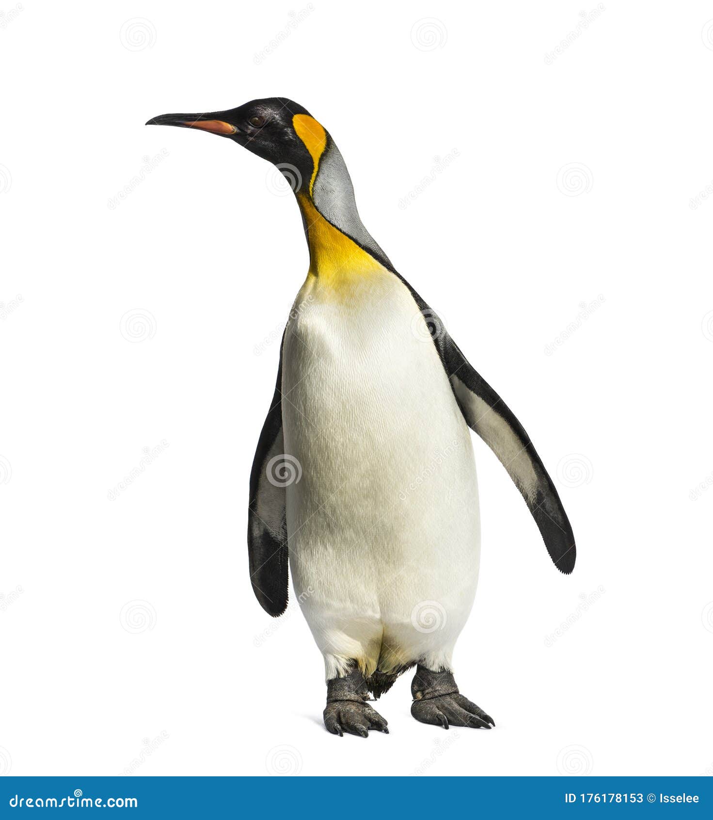 King Penguin Standing in Front of a White Background Stock Image ...