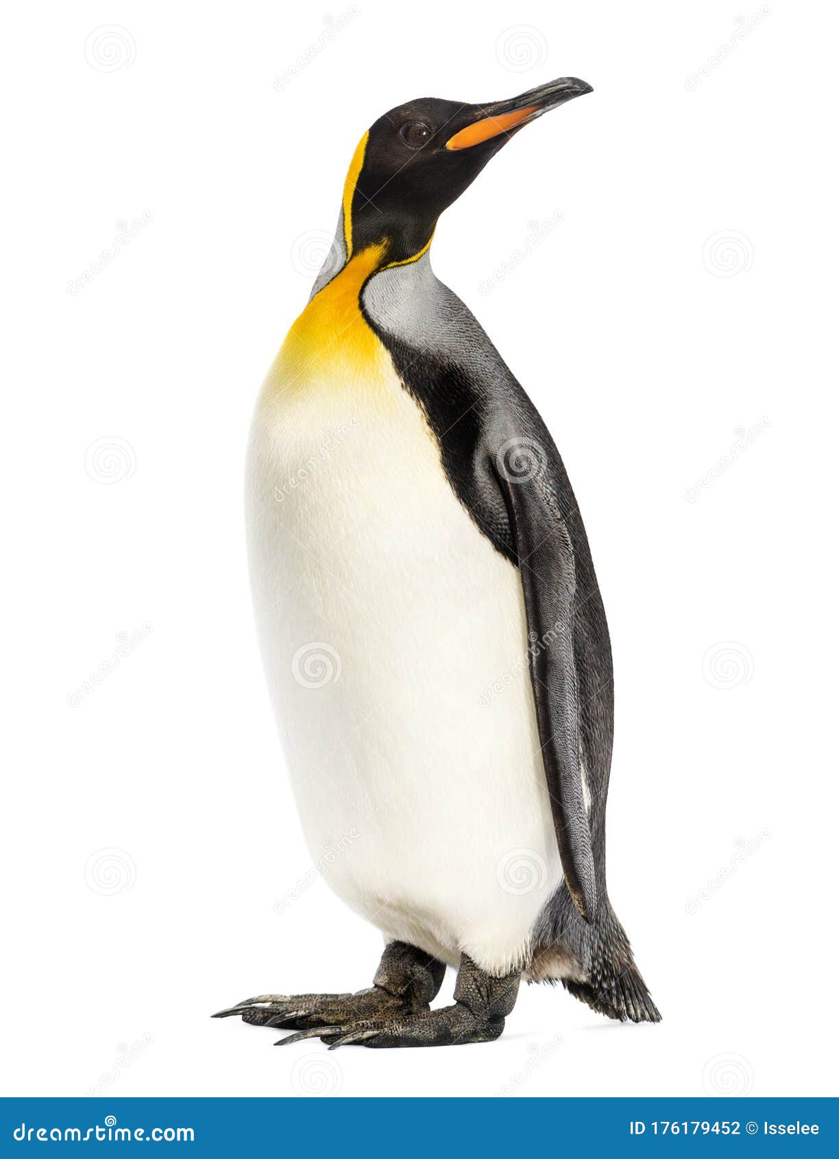 King Penguin Standing in Front of a White Background Stock Photo ...