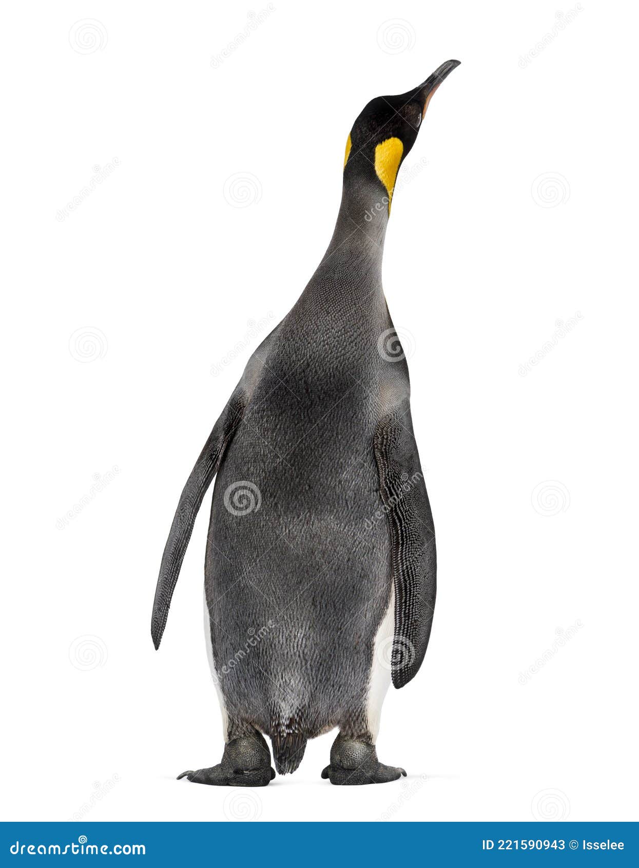 King Penguin Standing, Isolated Stock Image - Image of polar, wild ...