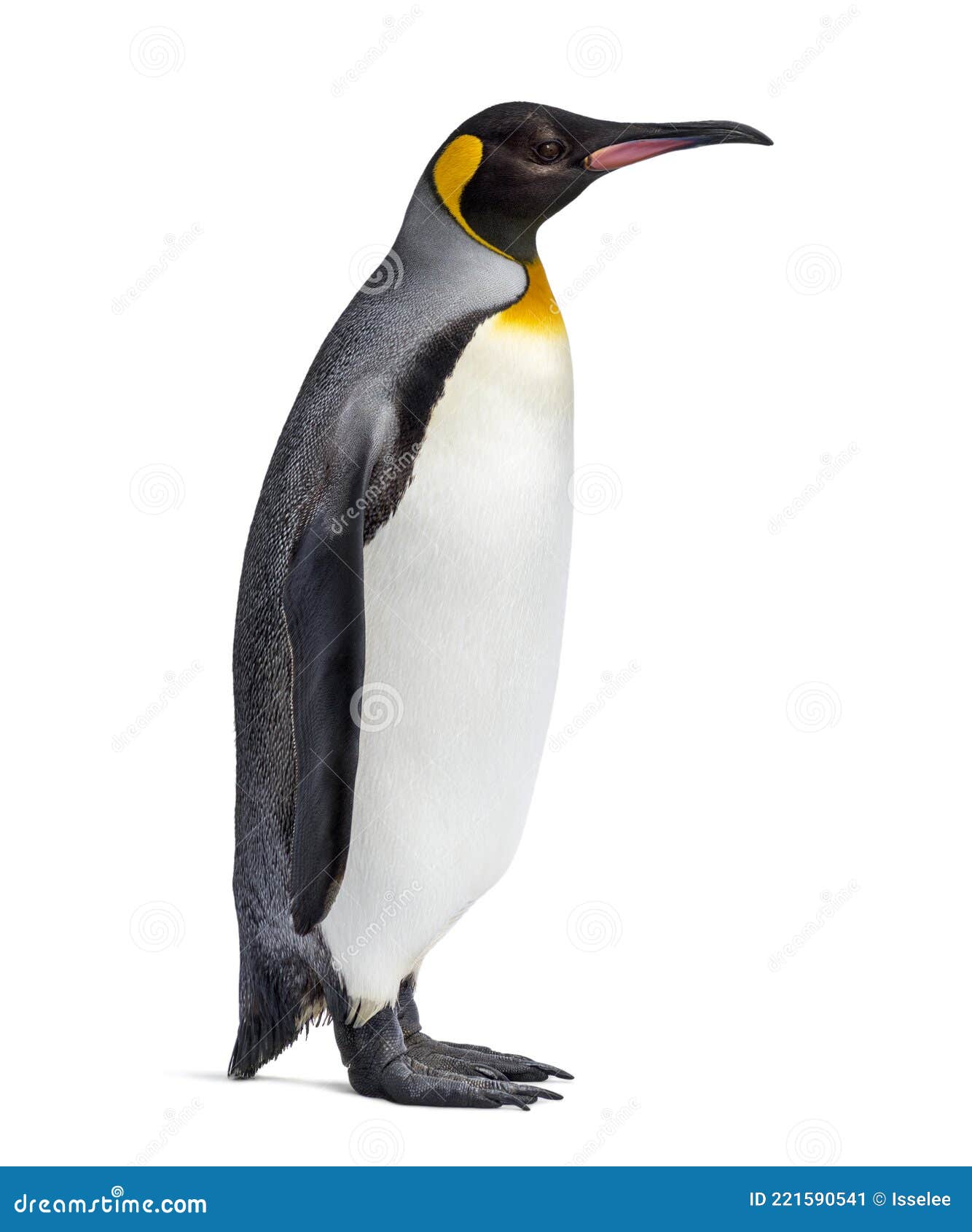 King Penguin Standing, Isolated Stock Image - Image of front ...