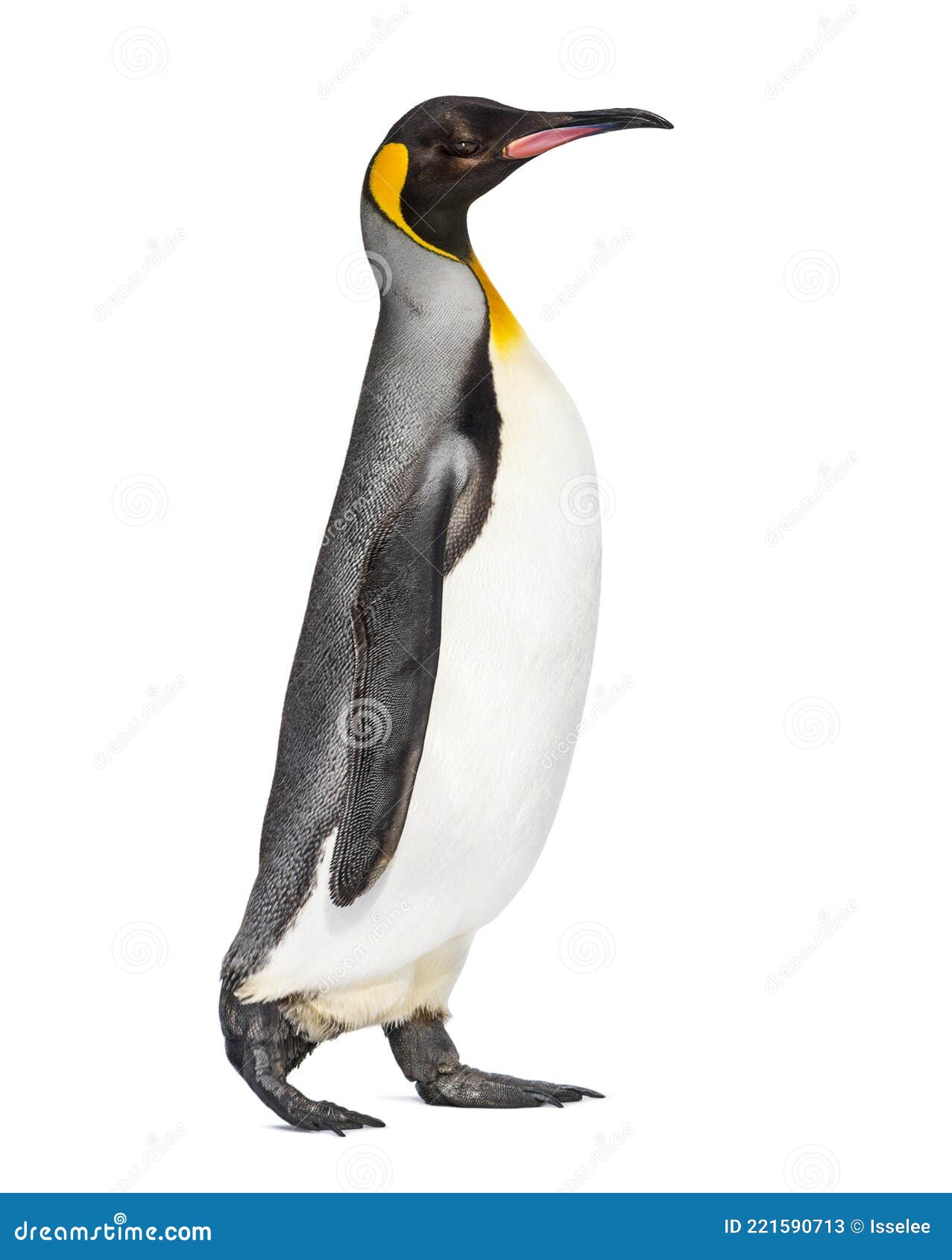 King Penguin Standing, Isolated Stock Image - Image of penguin, side ...