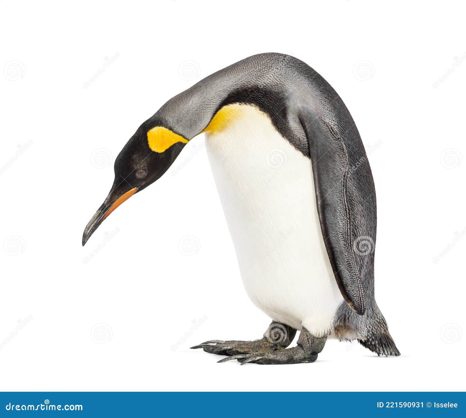 King Penguin Standing, Isolated Stock Image - Image of bird, polar ...