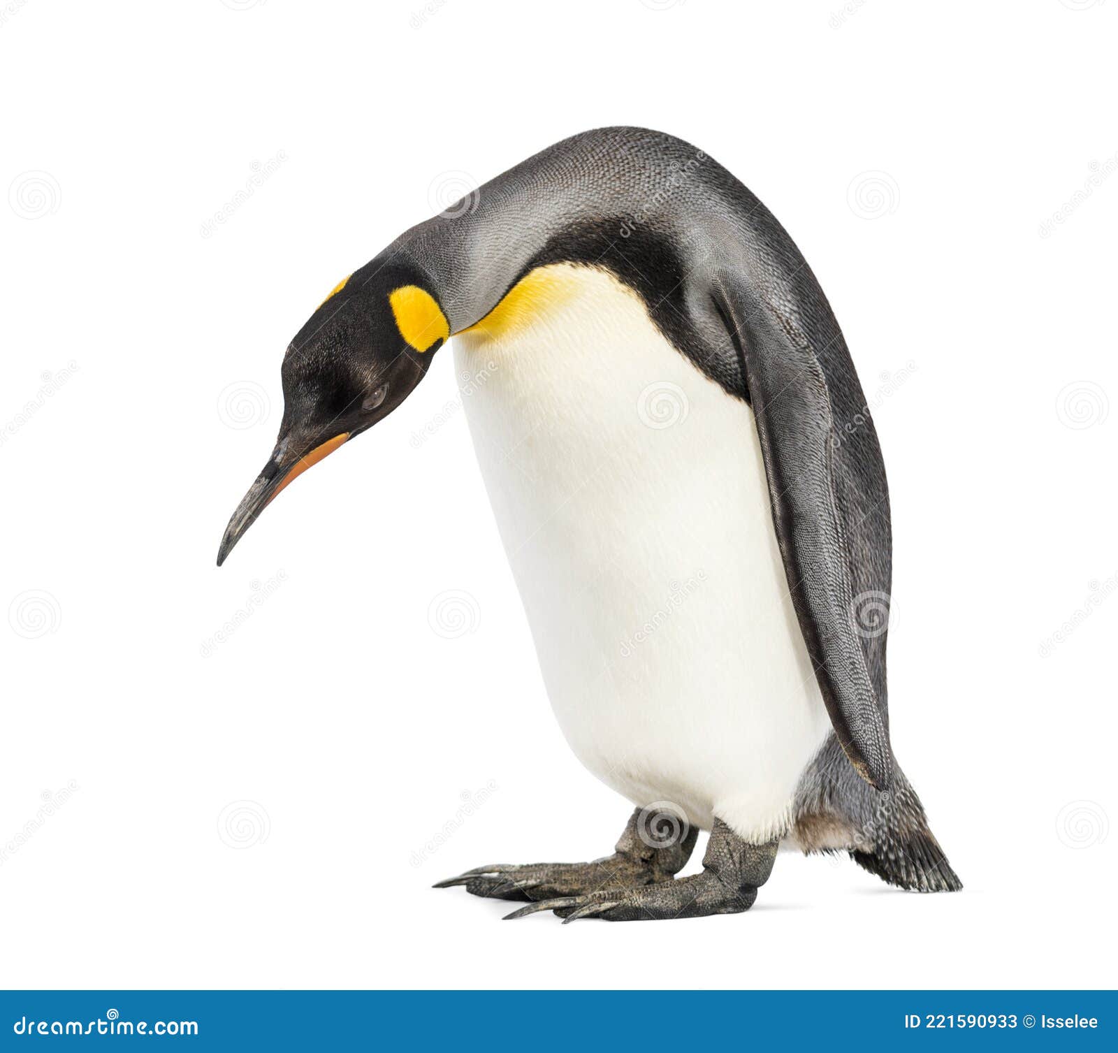 King Penguin Standing, Isolated Stock Image - Image of antarctica ...