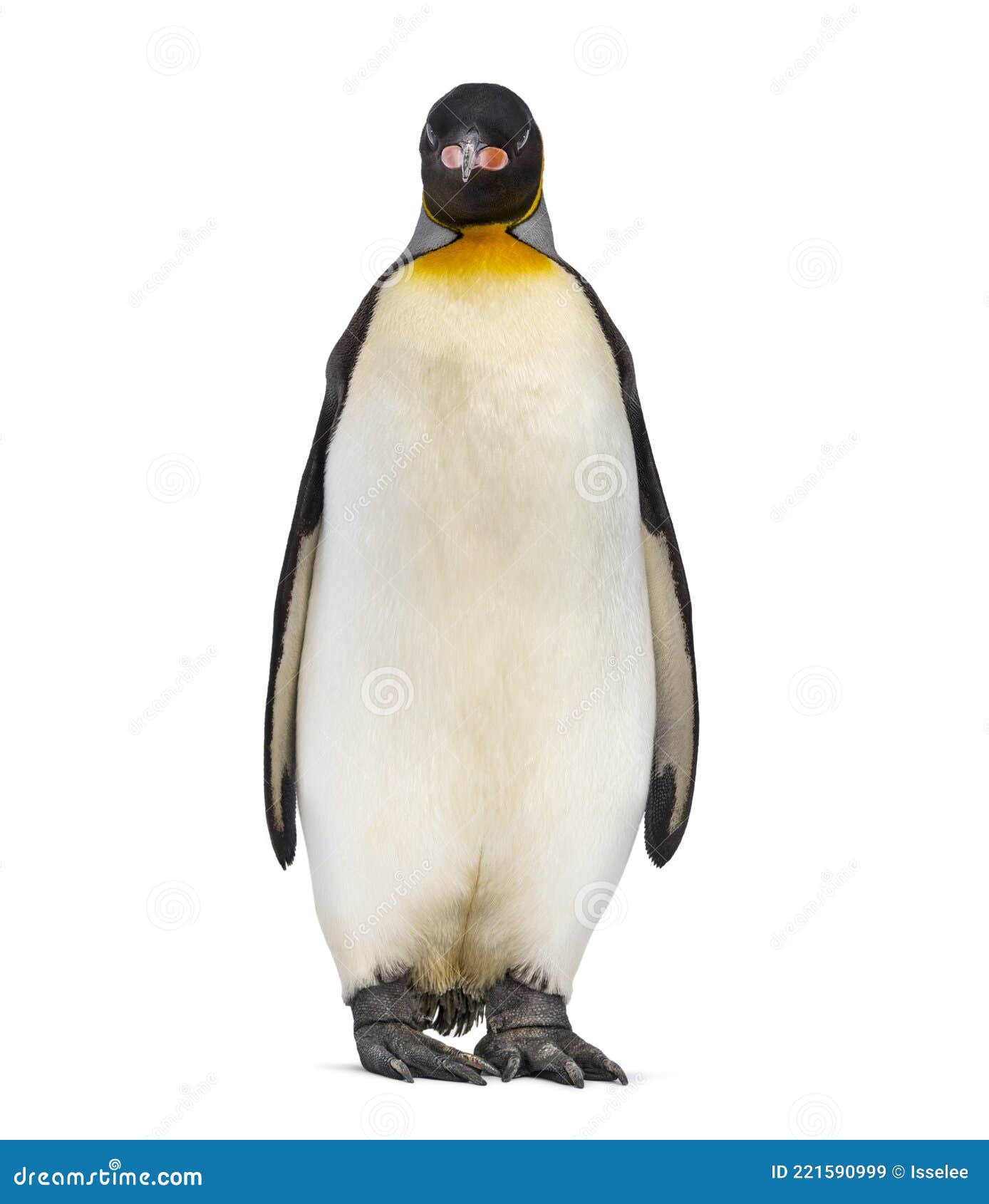 King Penguin Standing, Isolated Stock Image - Image of yellow, polar ...