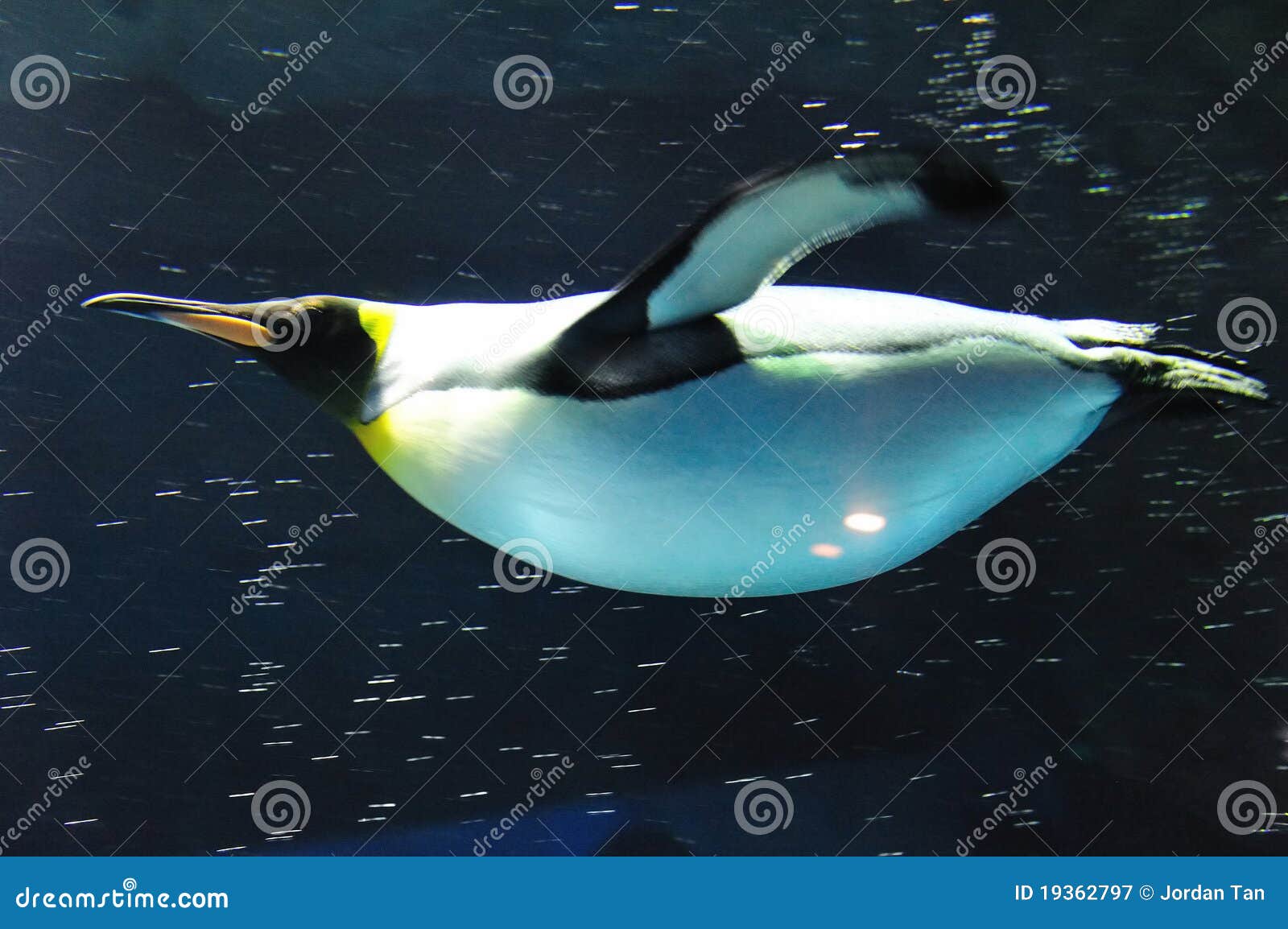 King Penguin swimming stock image. Image of body, streamline - 19362797