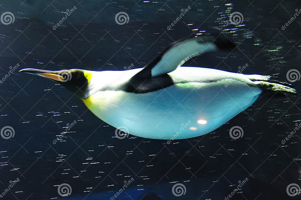 King Penguin swimming stock image. Image of body, streamline - 19362797