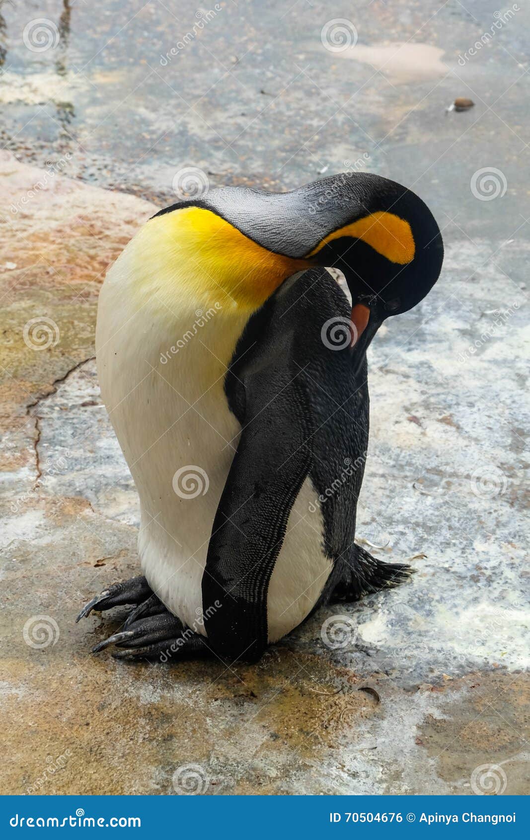 King penguin was cleaning stock photo. Image of yellow - 70504676
