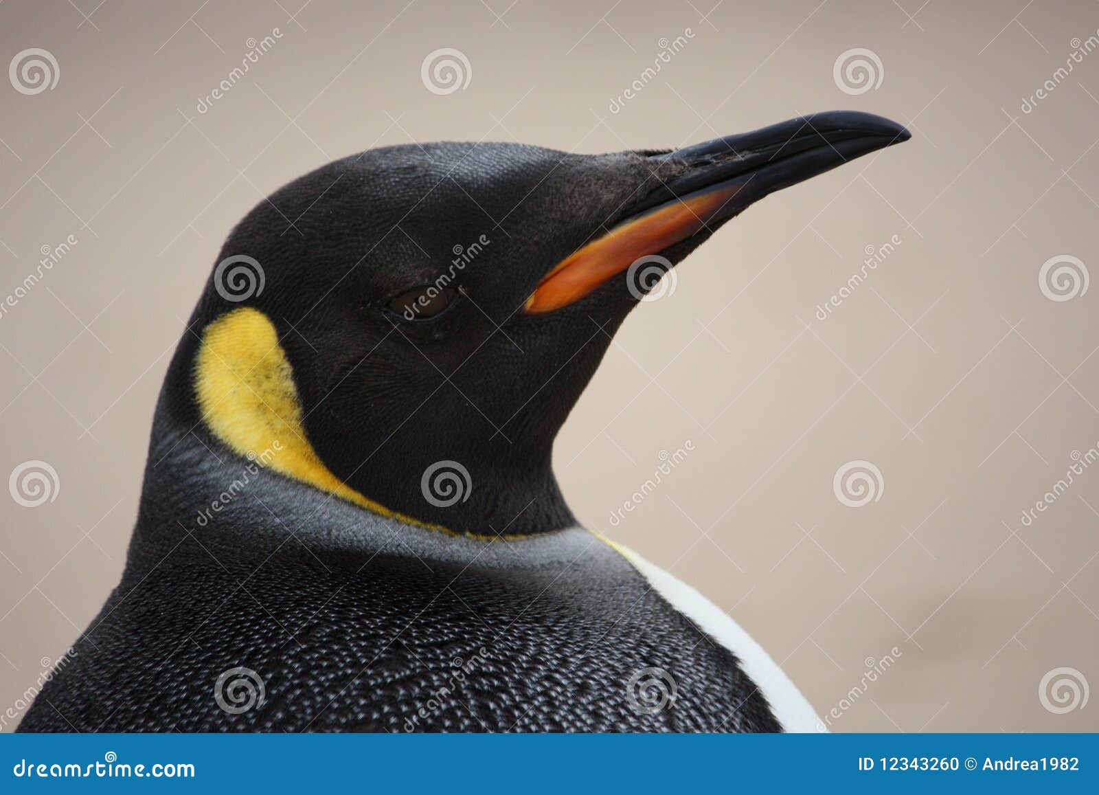 King Penguin watching out stock photo. Image of fire - 12343260