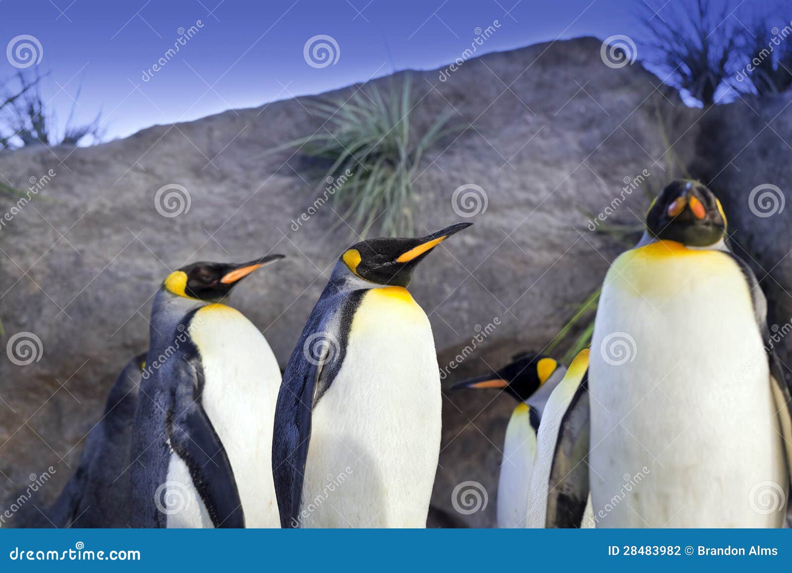 King Penguins stock photo. Image of colorful, horizontal - 28483982