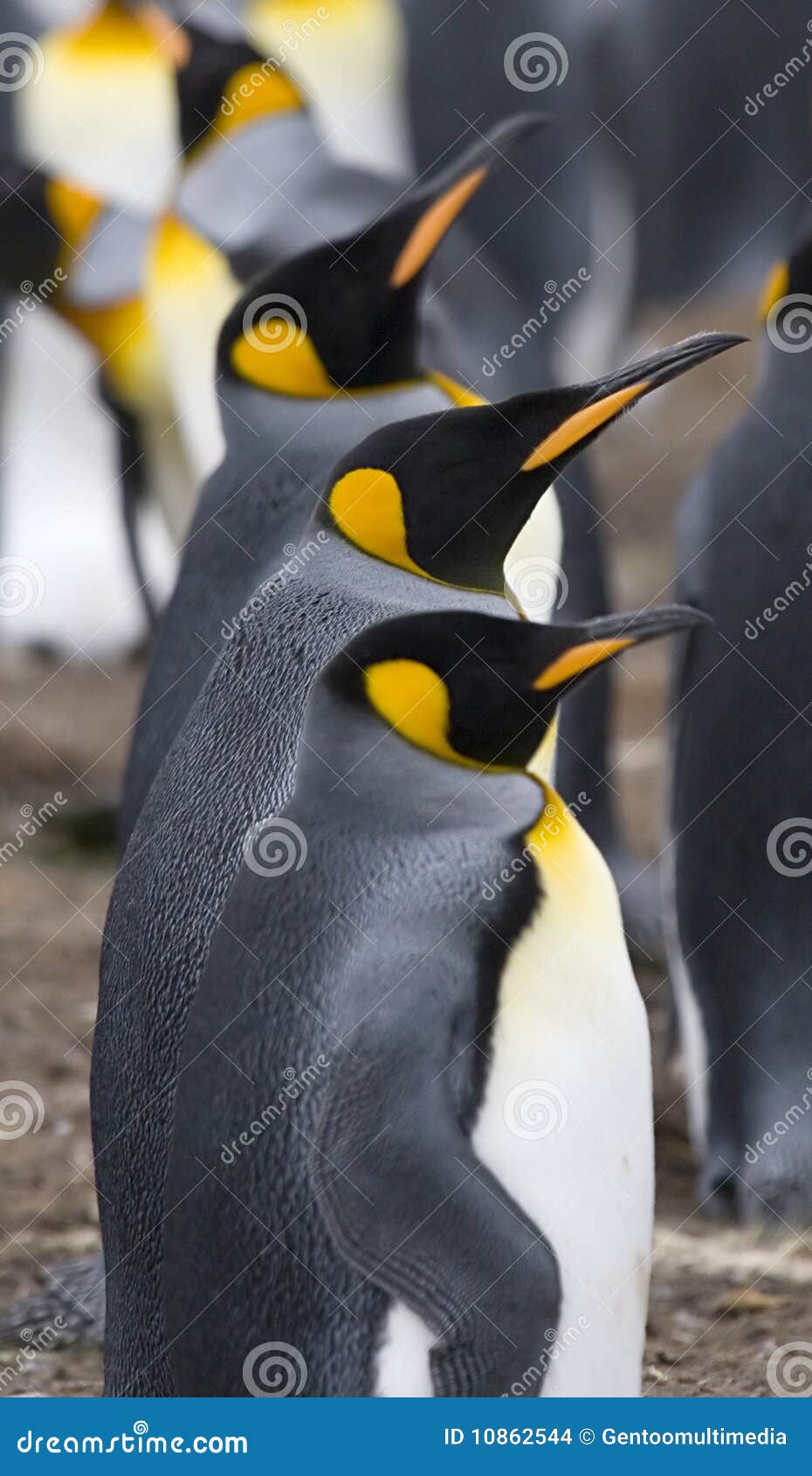 King Penguins (Aptenodytes Patagonicus) Stock Photo - Image of nature ...