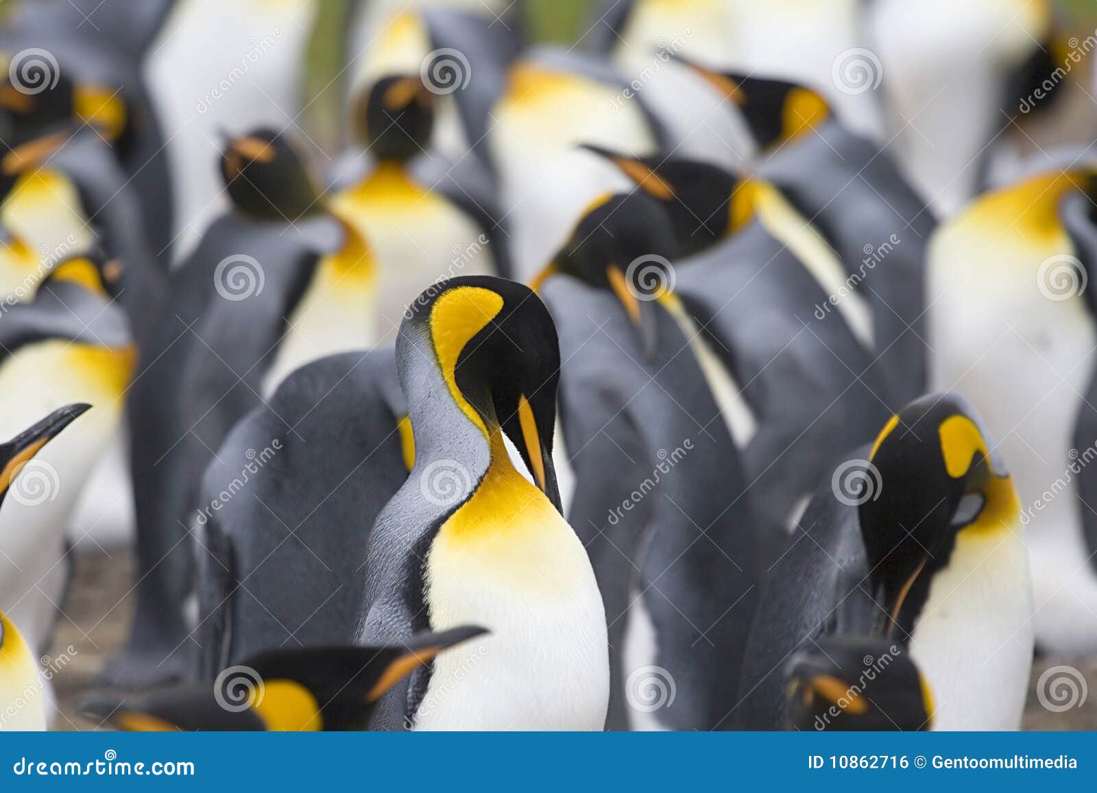 King Penguins (Aptenodytes Patagonicus) Stock Photo - Image of penguin ...