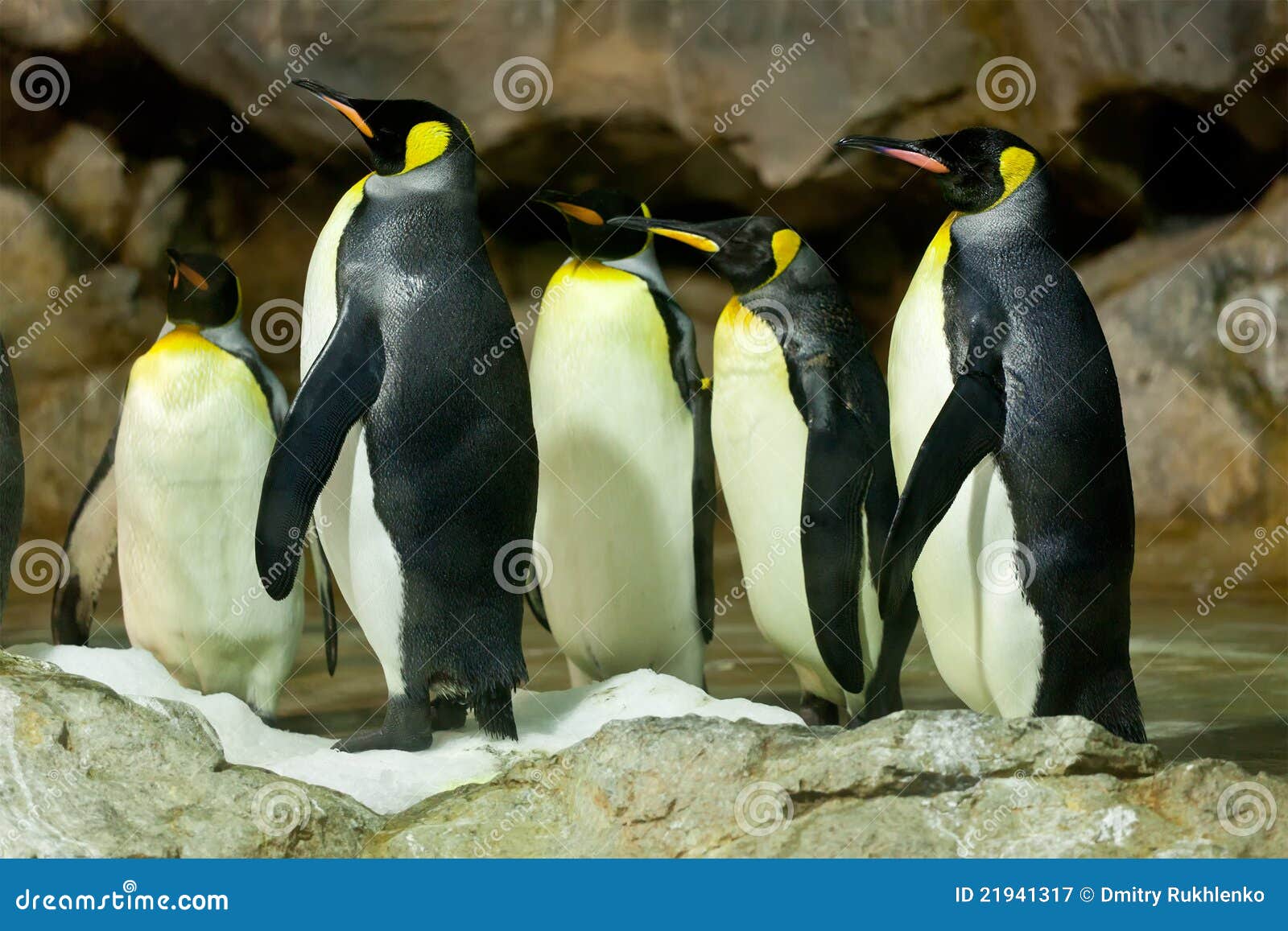 King Penguins (Aptenodytes Patagonicus) Stock Image - Image of ...