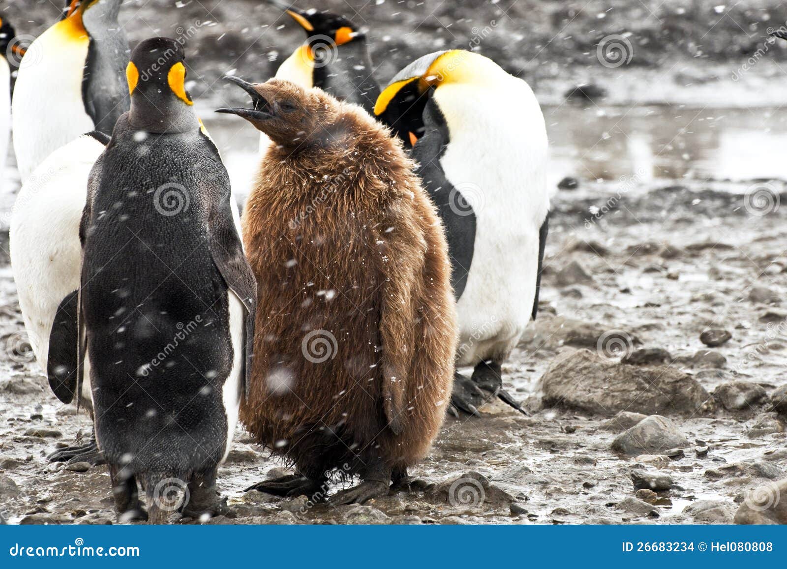 King penguins with chick stock photo. Image of wilderness - 26683234