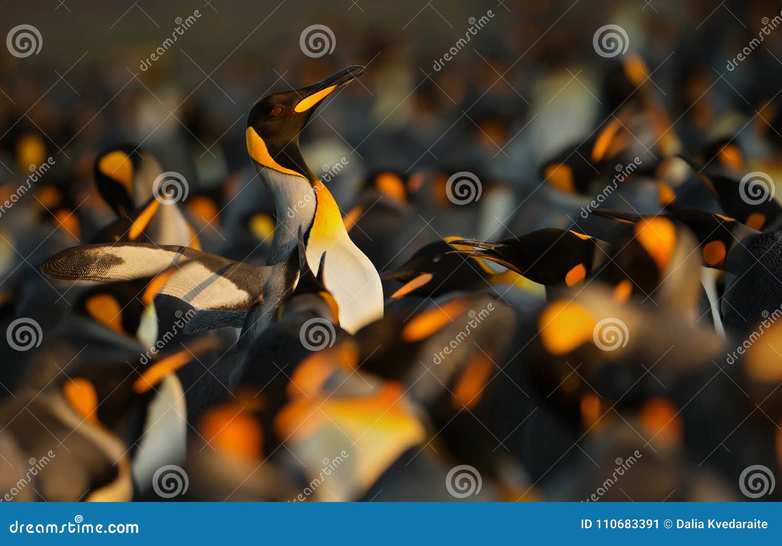 King Penguins Displaying Aggressive Behavior Stock Image - Image of ...