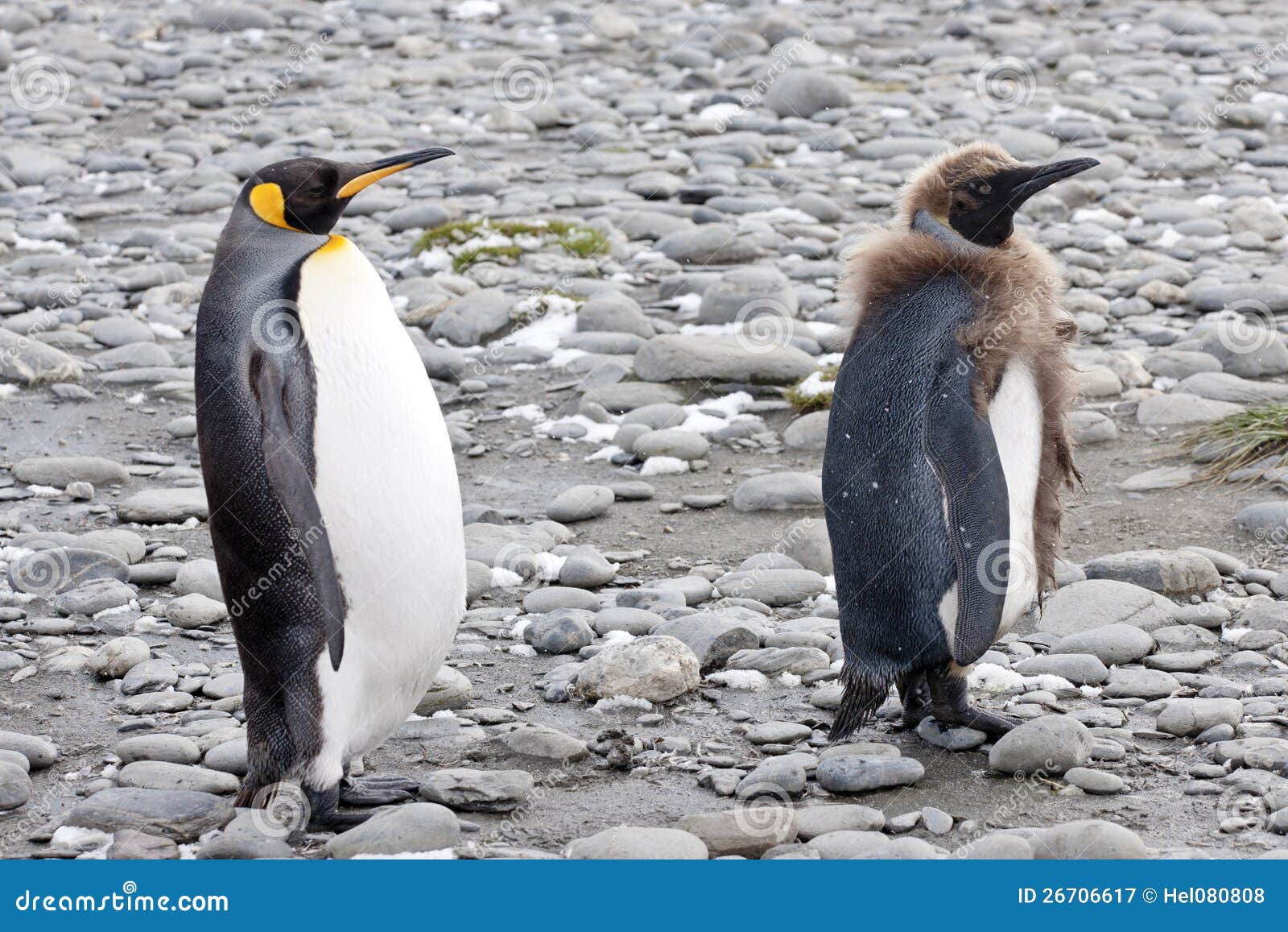 King Penguins - Funny Chick Stock Image - Image of birds, chick: 26706617