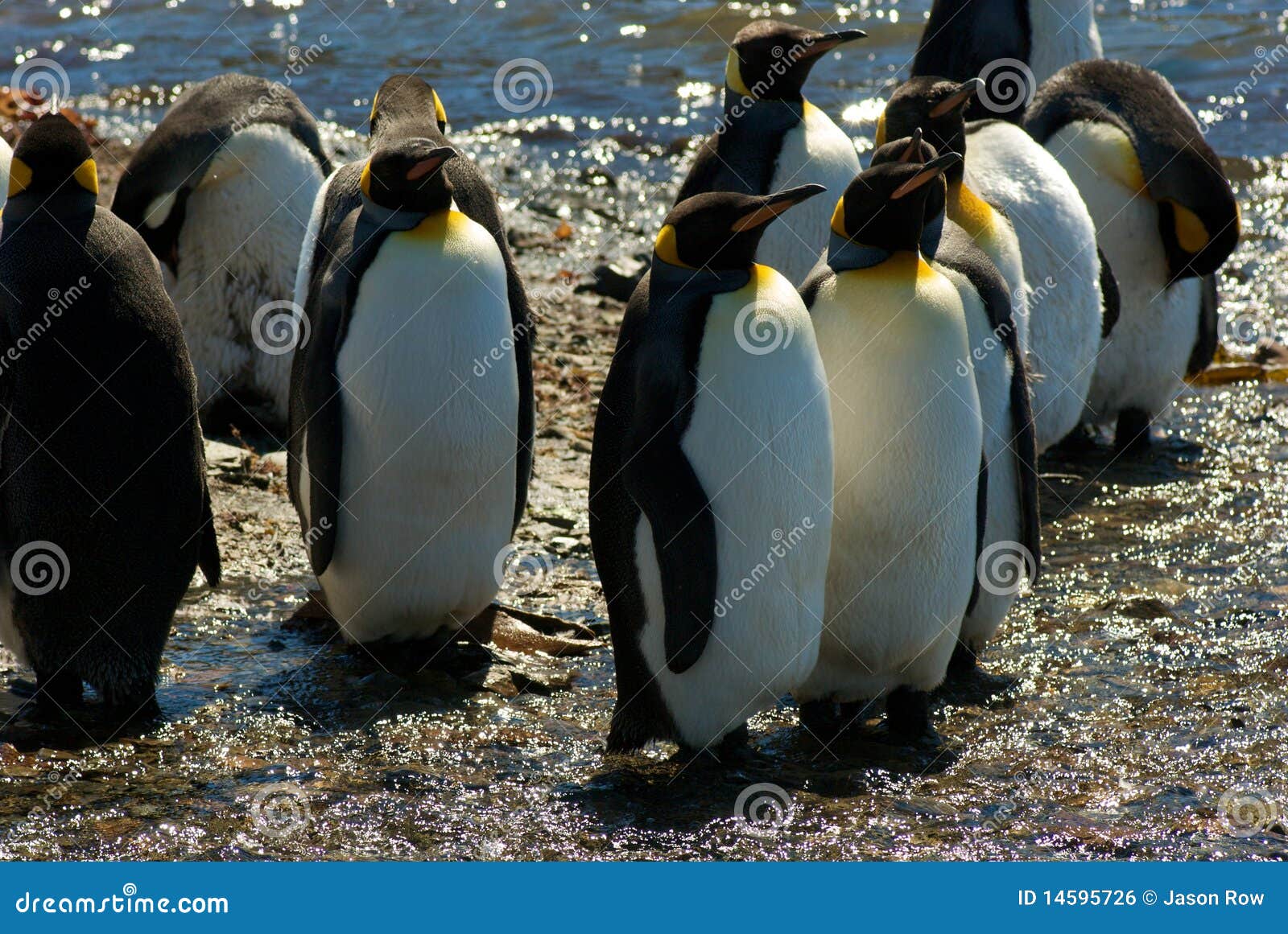 King Penguins in Grytviken stock photo. Image of atlantic - 14595726