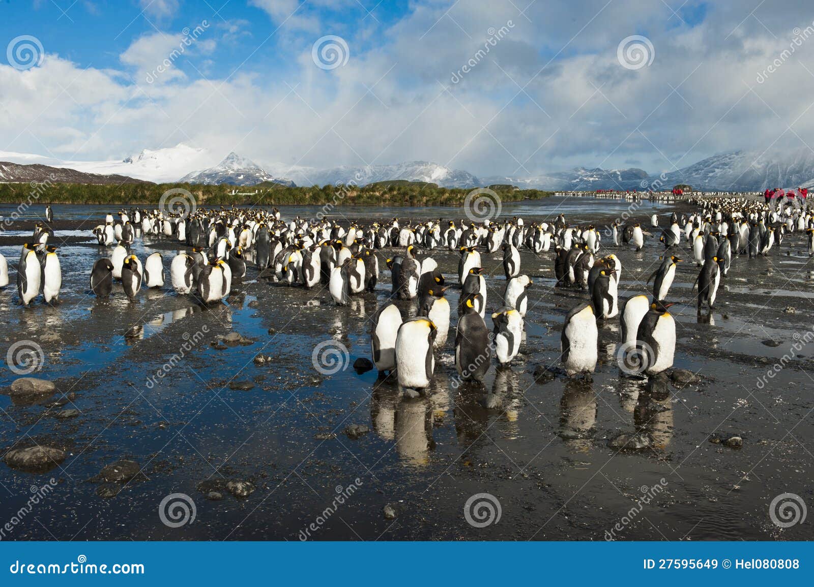 King Penguins with Human Visitors Stock Image - Image of feather ...