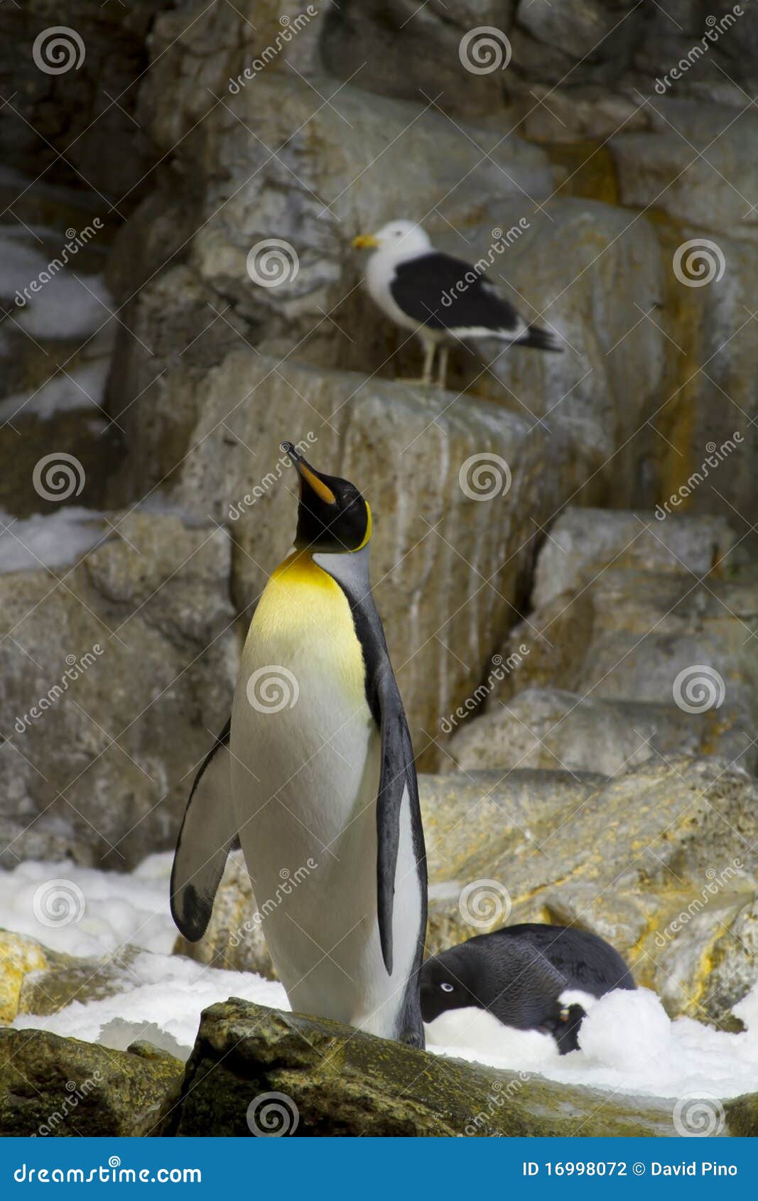 King penguins in the snow stock photo. Image of aptenodytes - 16998072