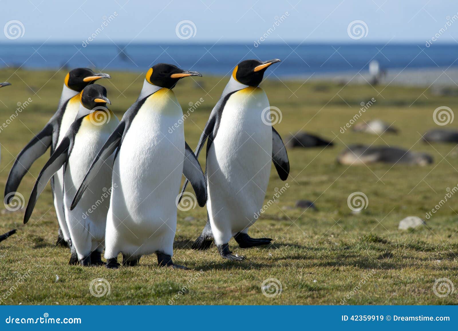 King Penguins, South Georgia Stock Image - Image of island, king: 42359919