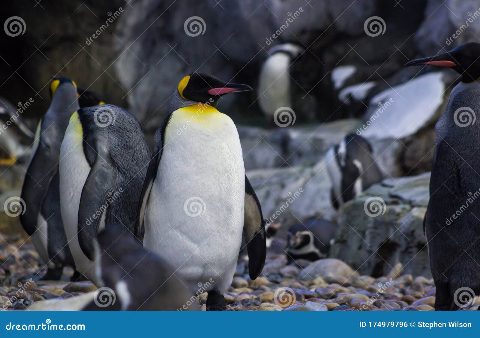King Penguins Standing on Pebbles Stock Photo - Image of shore ...