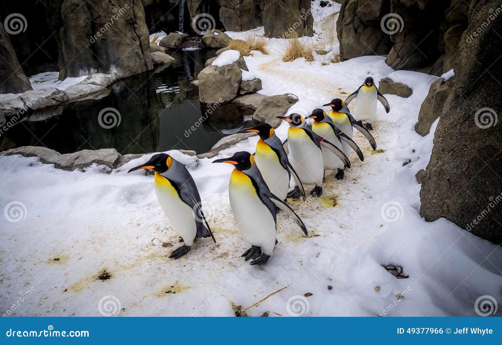 King Penguins stock photo. Image of yellow, king, orange - 49377966