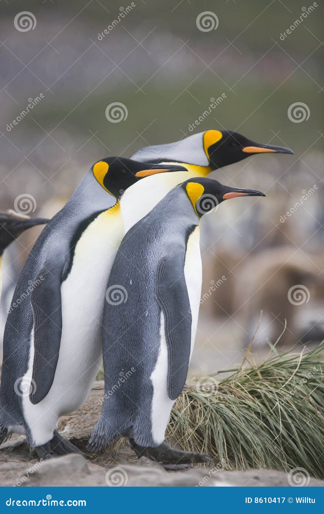 King penguins watching stock image. Image of stare, king - 8610417