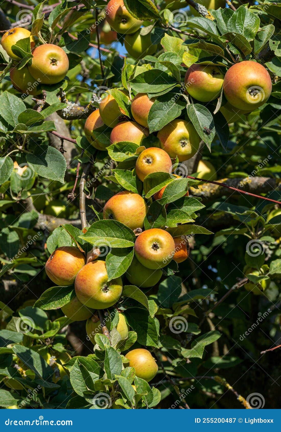 King of the Pippins - Apple Stock Image - Image of natural, agriculture ...