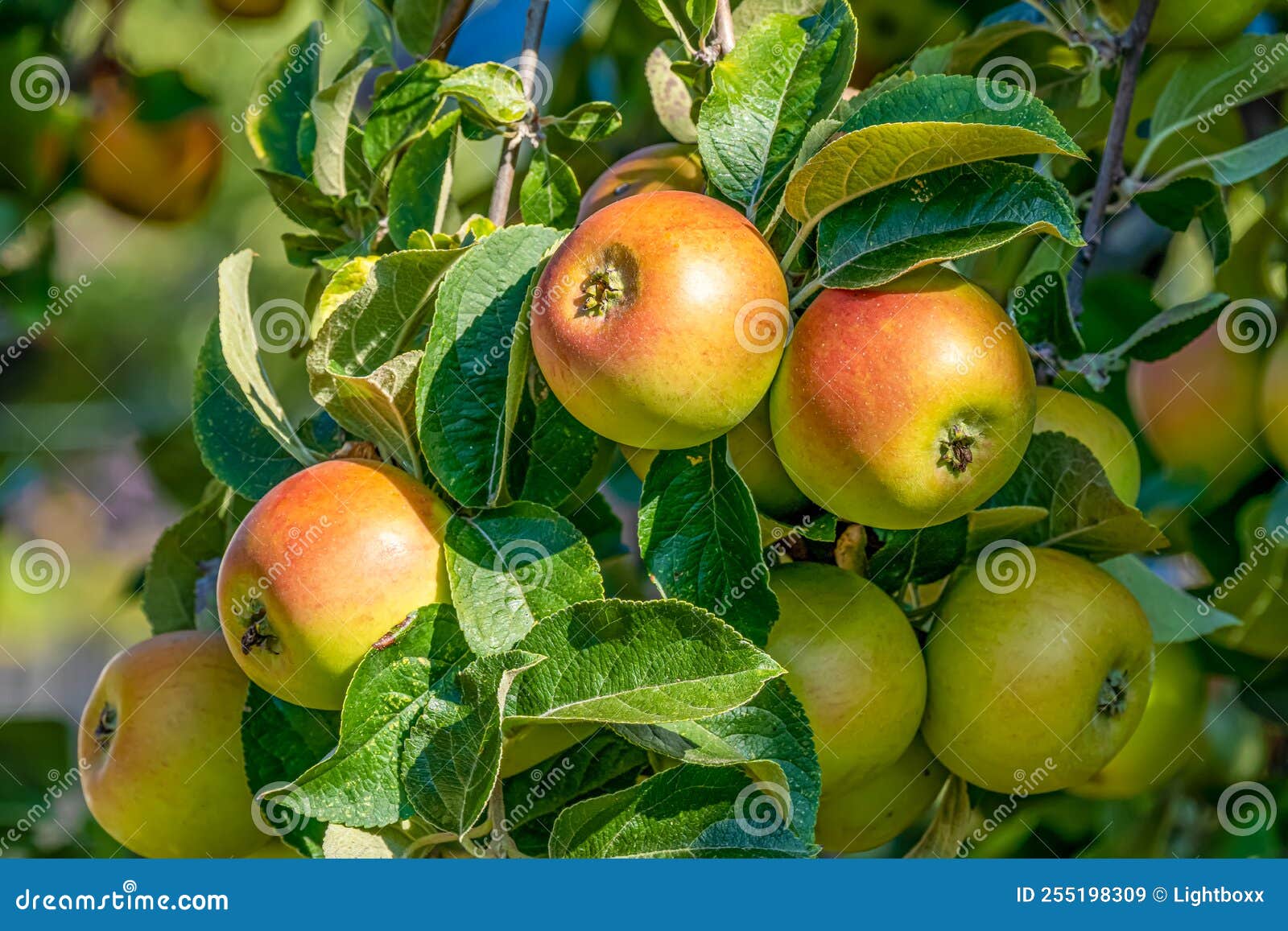 King of the Pippins - Apple Stock Image - Image of fall, delicious ...