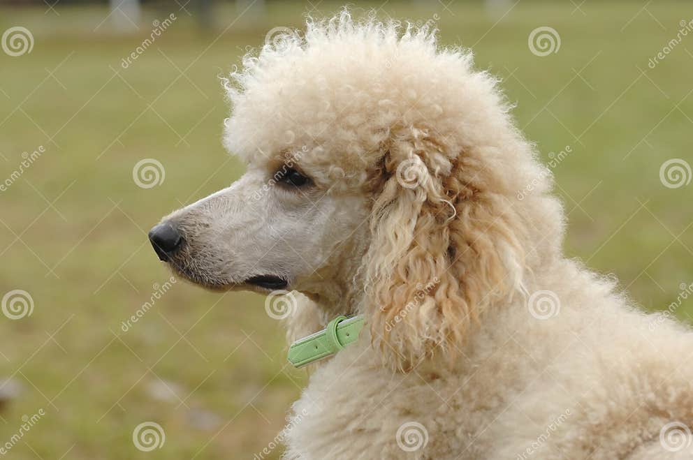 King poodle portrait stock image. Image of elegance, doggies - 3433569