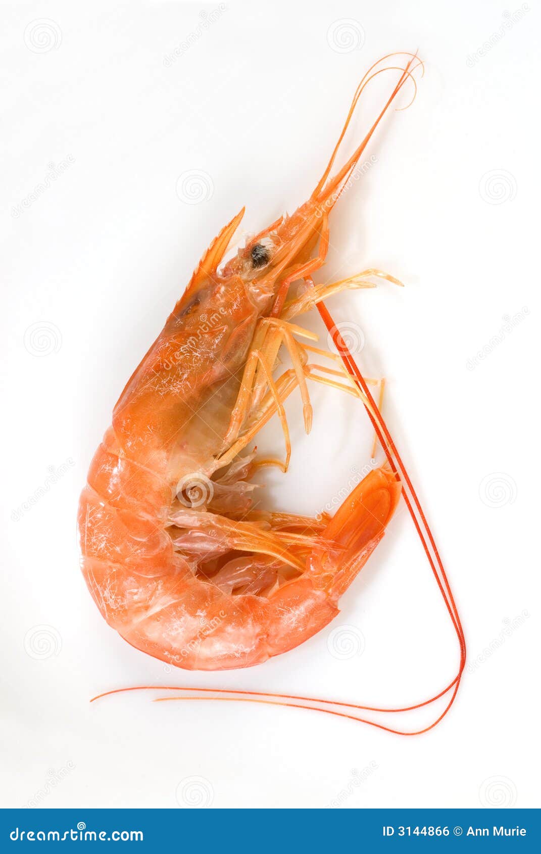 King Prawn. Fresh King Prawn In A Shell. Stock Photo | CartoonDealer ...