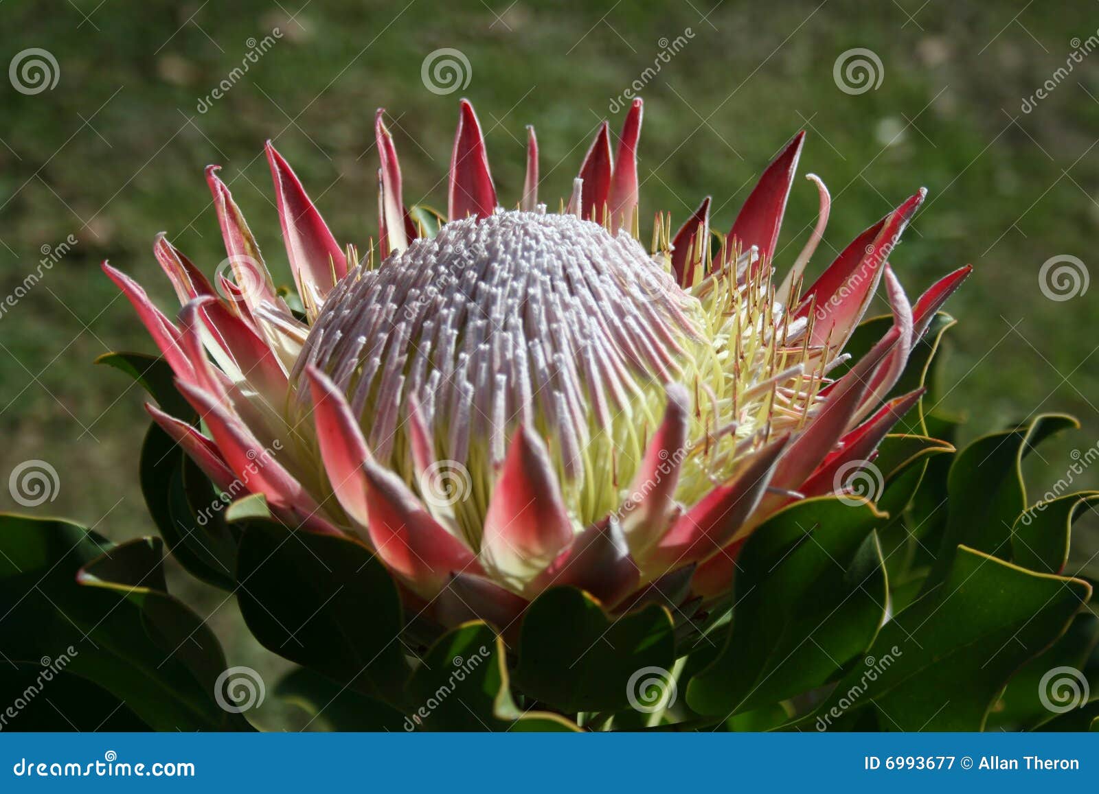 King Protea stock image. Image of leaves, flowerhead, sunbirds - 6993677