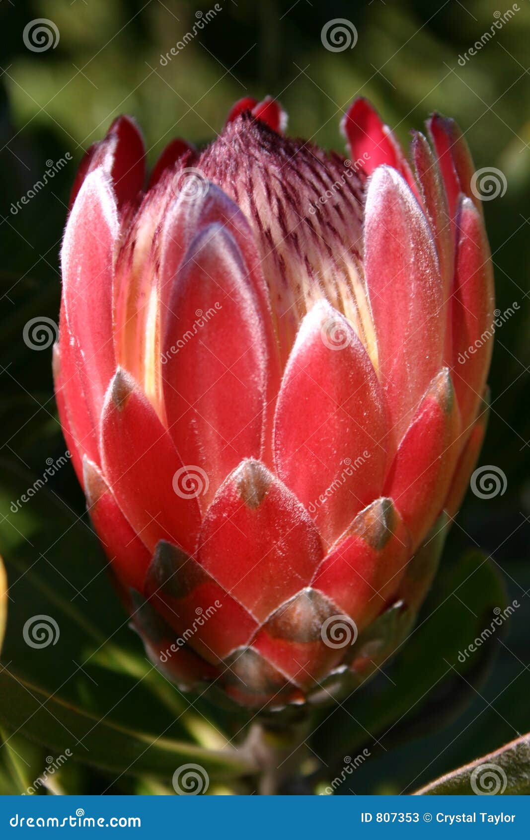 KING PROTEA stock image. Image of australia, pretty, protea - 807353