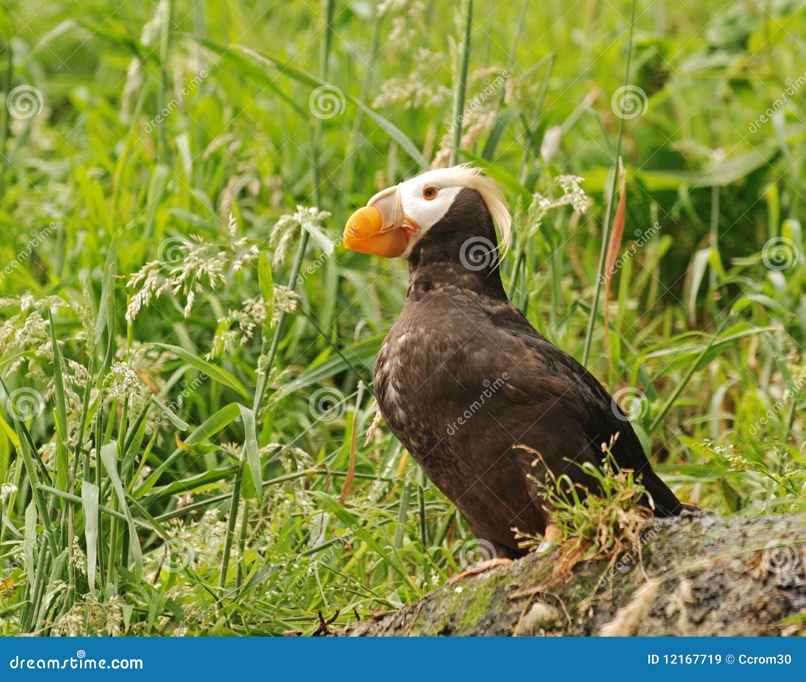 King of the Puffins stock image. Image of regal, seabird - 12167719