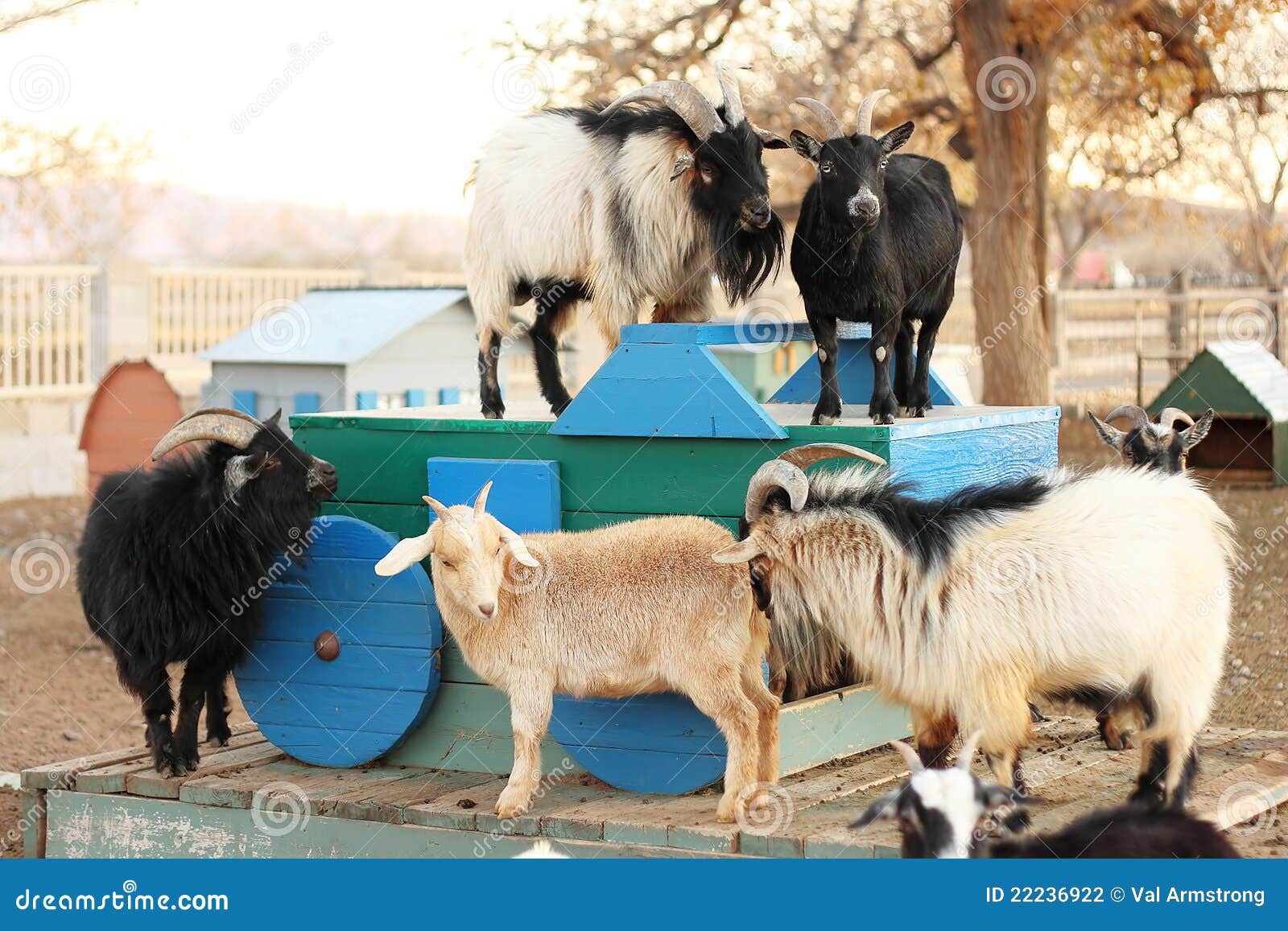 King and Queen Goats? stock photo. Image of breed, alpine - 22236922