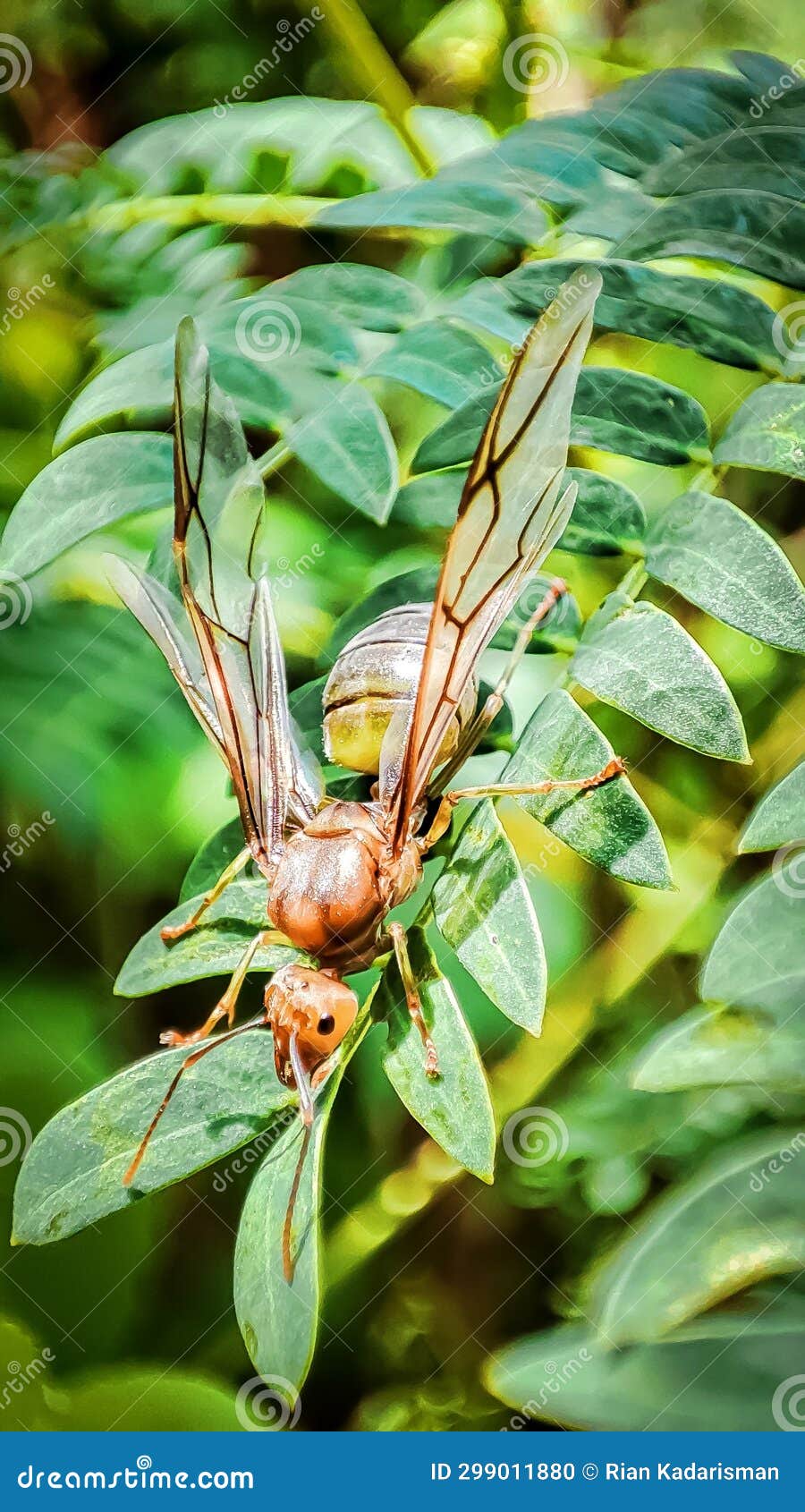 The King of Red Ants Stopped on a Green Leaf Stock Photo - Image of ...