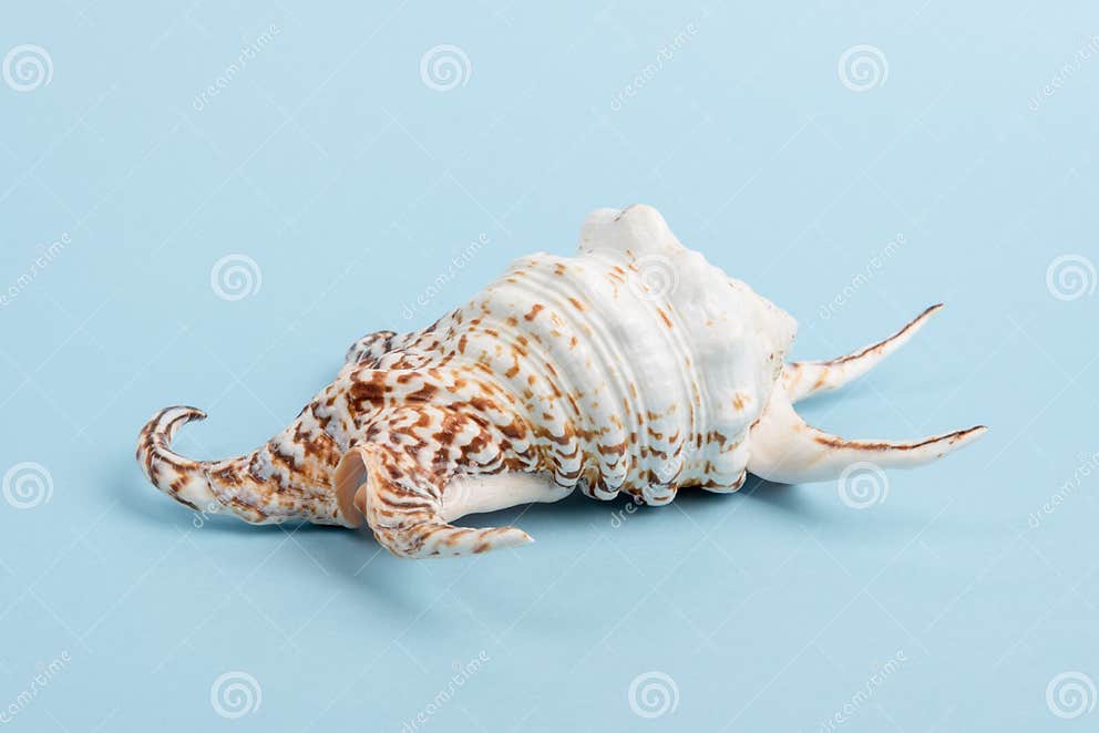 King`s crown shell stock image. Image of aquaculture - 87437479