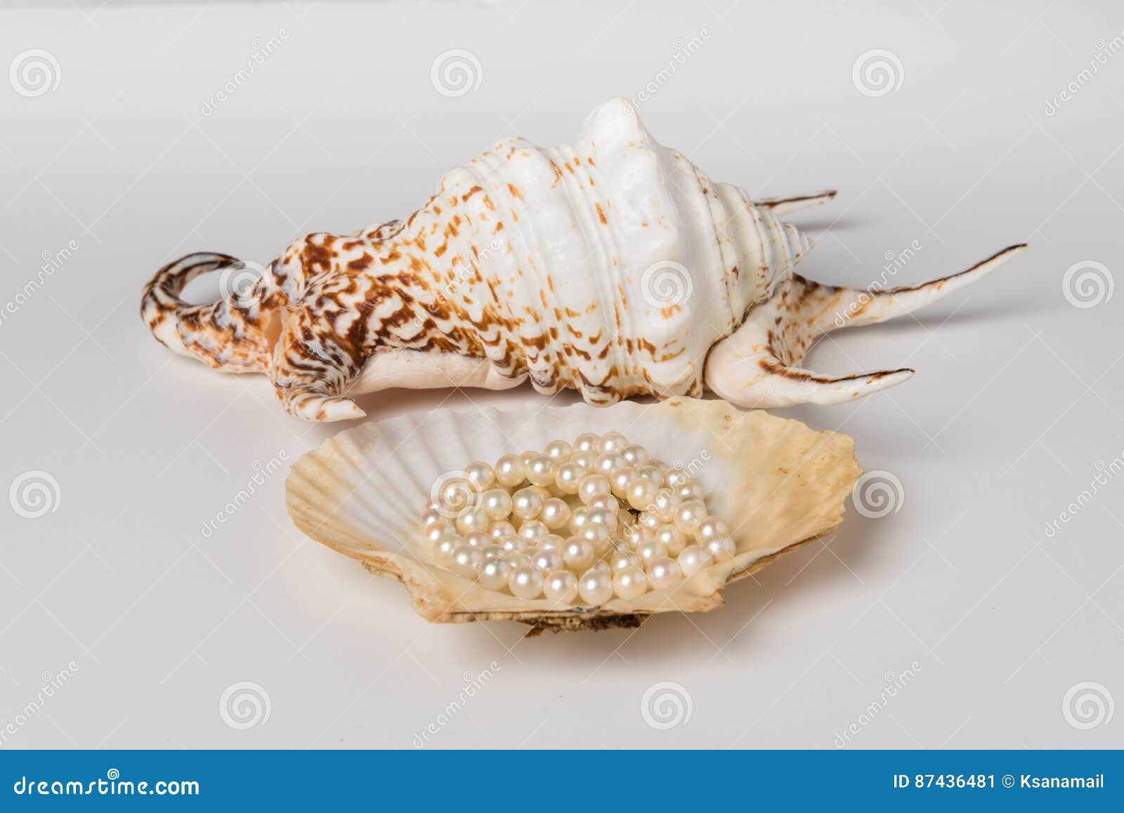 King`s Crown Shell and Pearl Shell Stock Image - Image of aquaculture ...