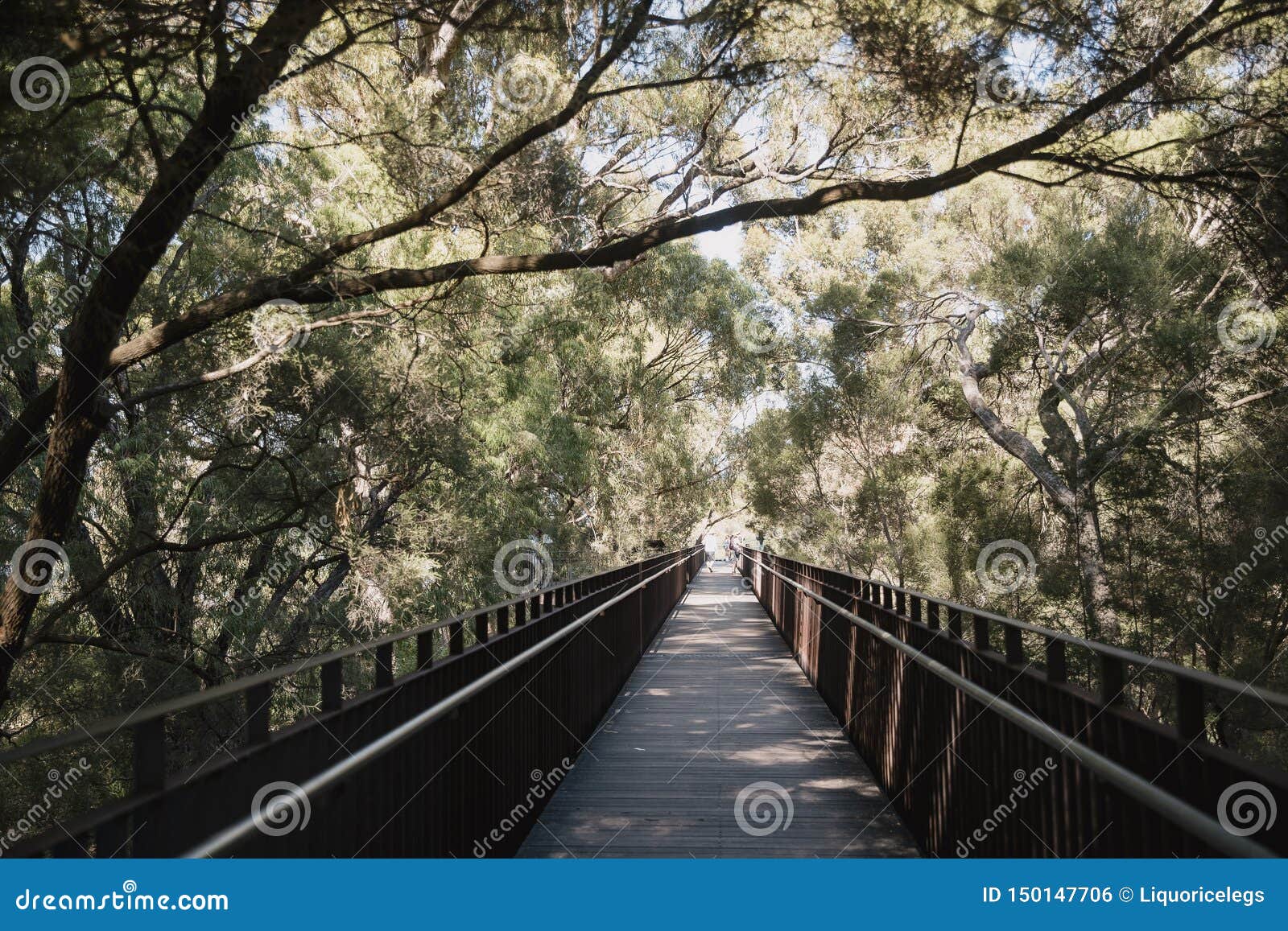 King`s Park Elevated Walkway Stock Photo - Image of destinations ...
