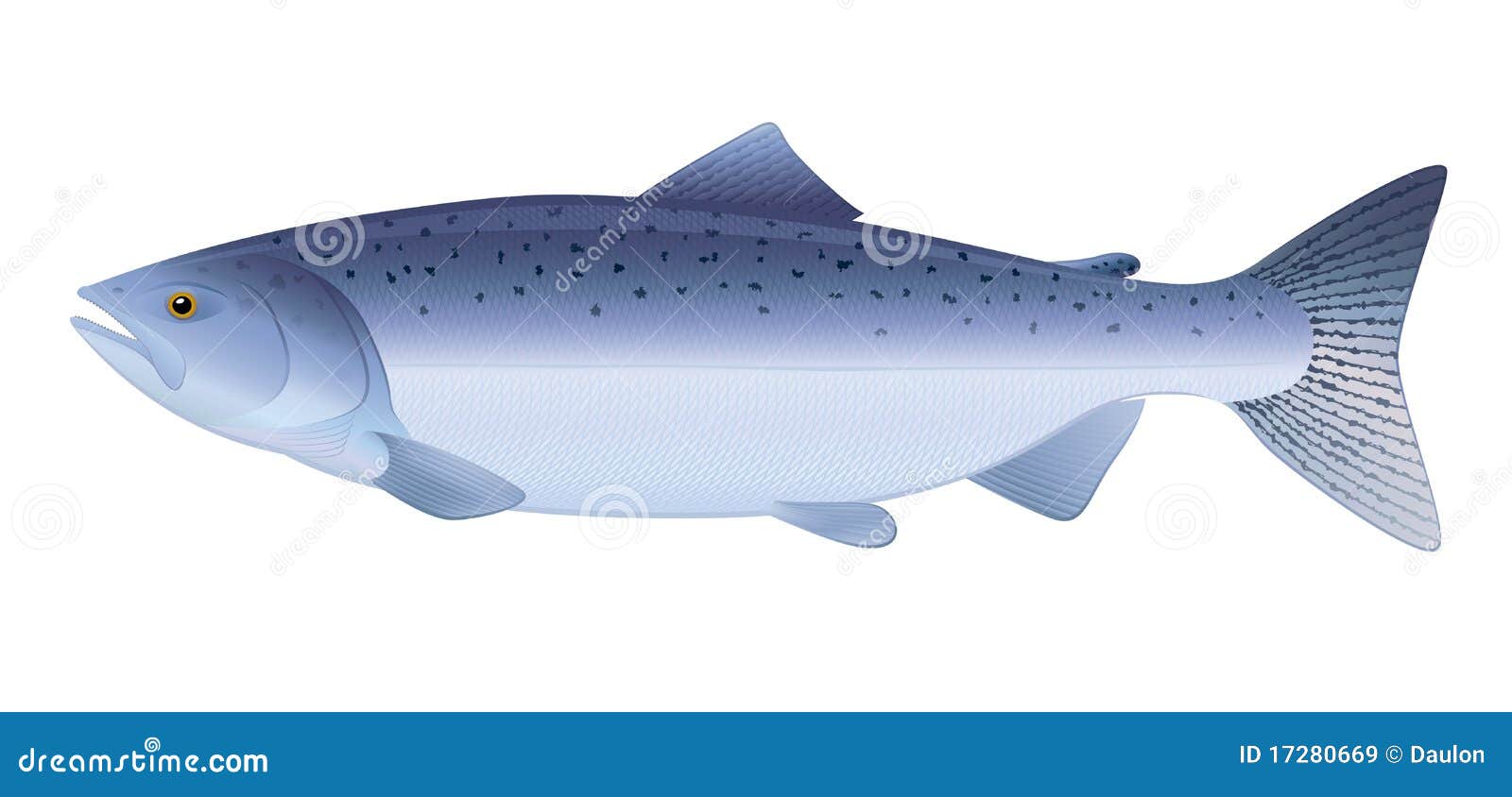 Chinook Salmon Or King Salmon Vector Illustration Clip Art ...