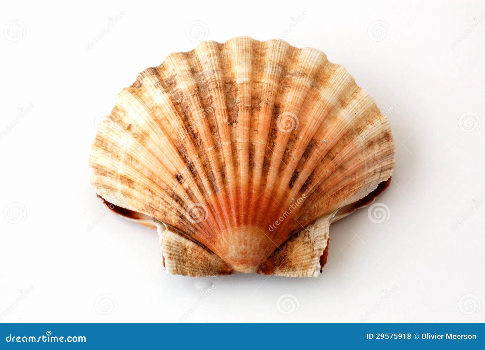 King Scallop