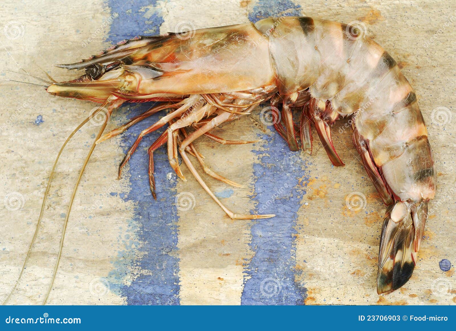 King shrimp stock image. Image of prawn, shellfish, beige - 23706903